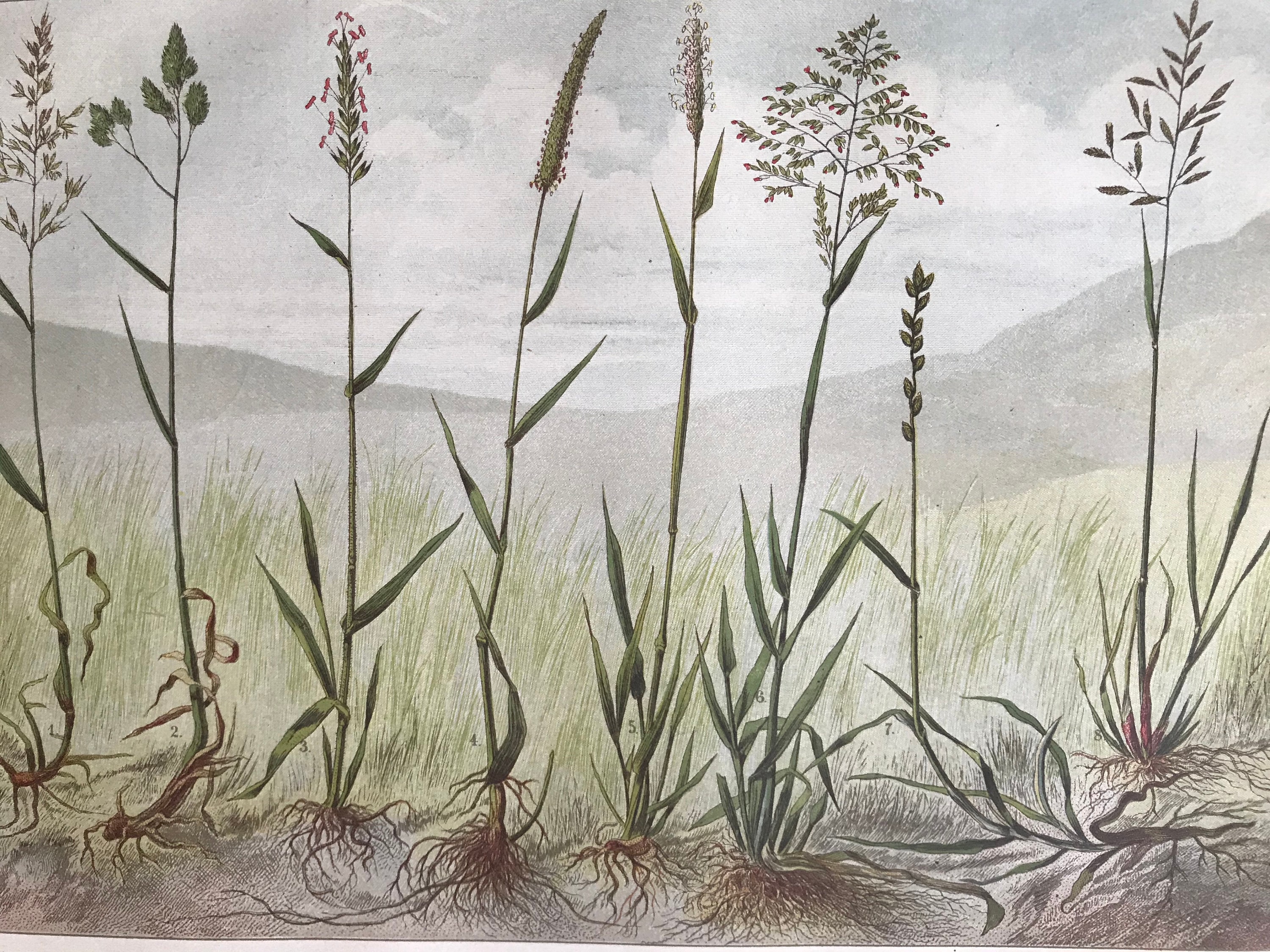 1888 Grass Types Original Antique Print - Botany - Botanical Art ...