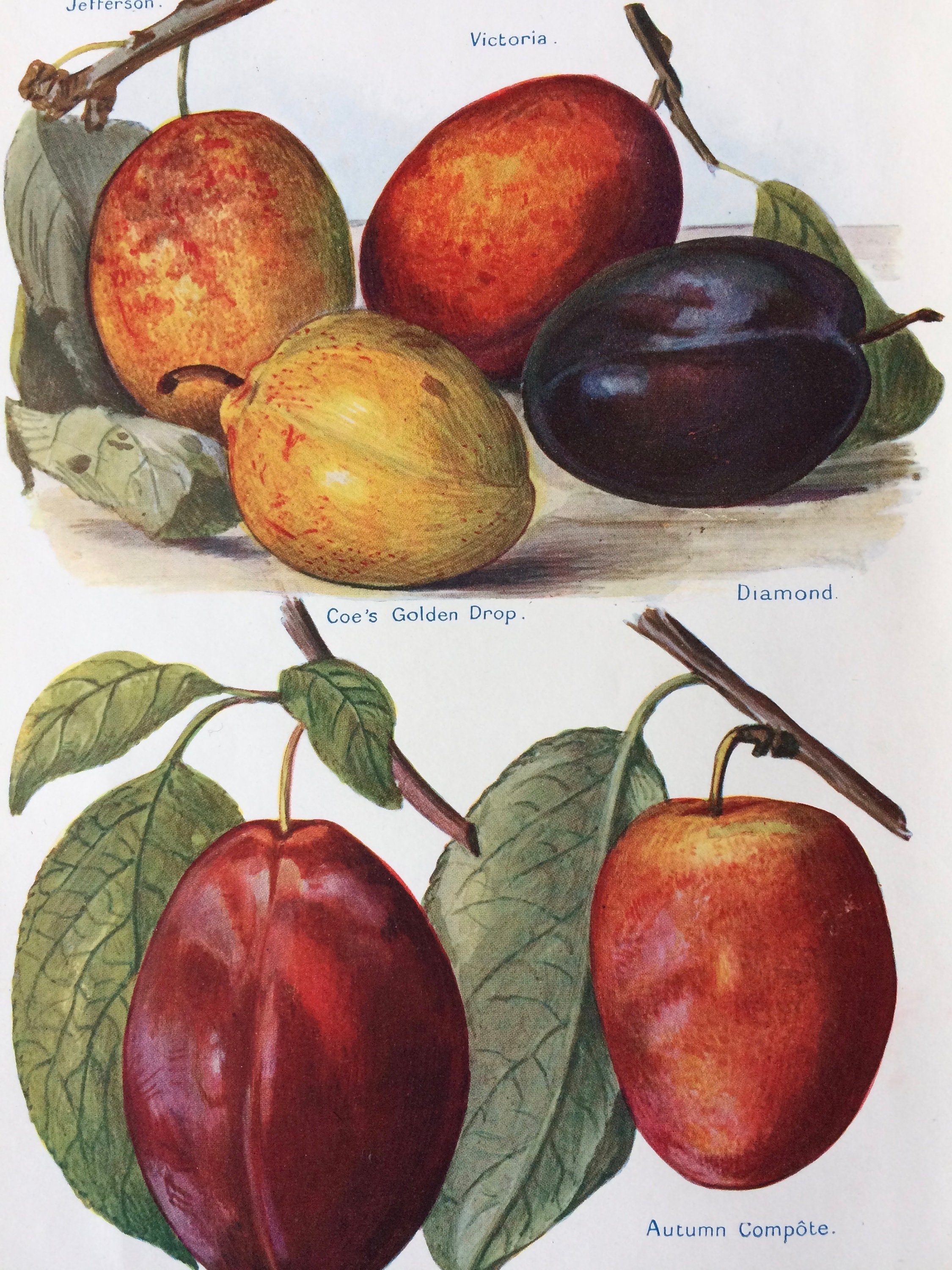 1924 Plum Varieties Original Vintage Fruit Print - Country Kitchen ...