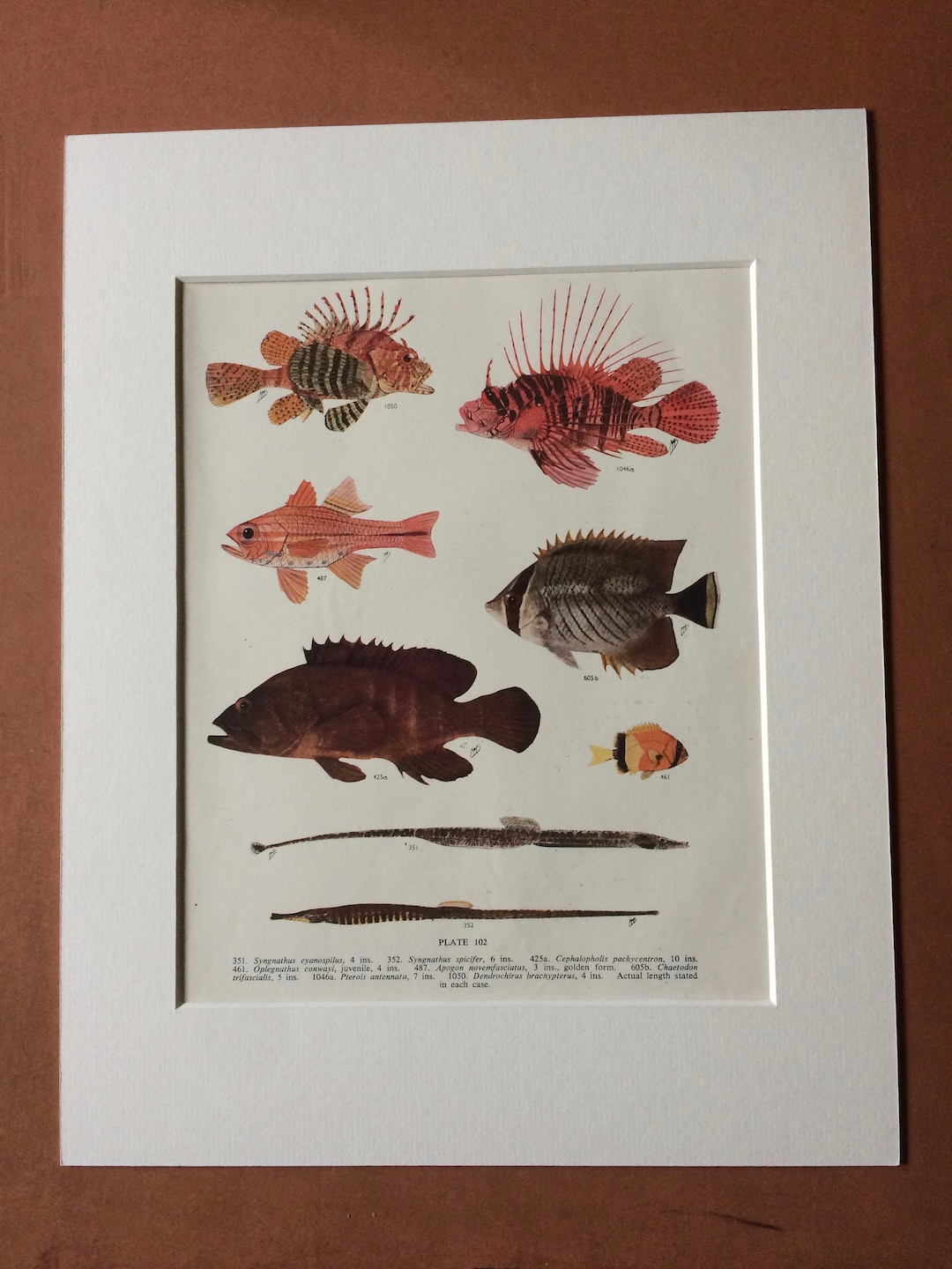 1950 Original Vintage Fish Print - Mounted and Matted - Available ...