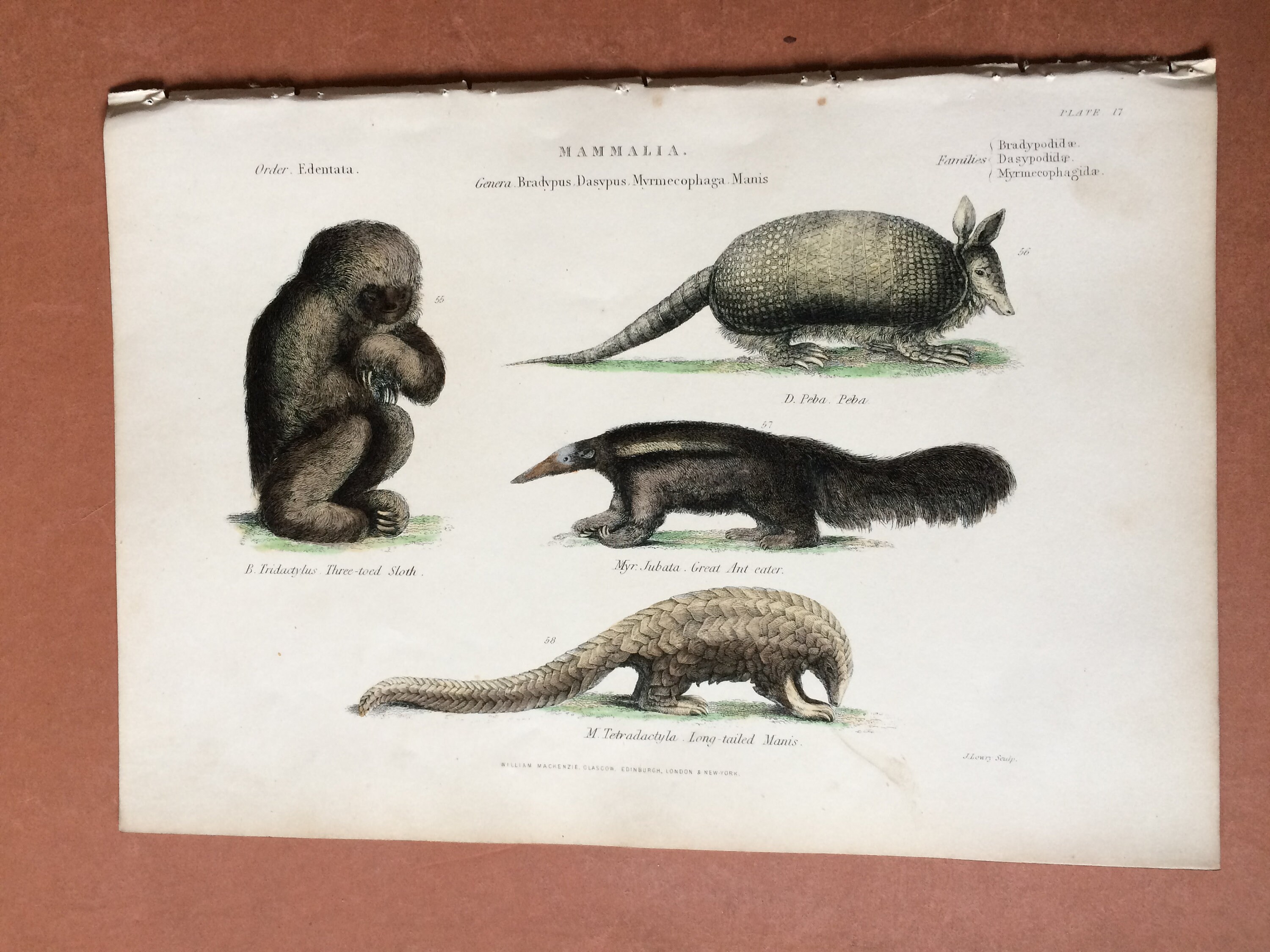 1862 Sloth, Armadillo, Anteater, Long-tailed Manis Original Antique ...