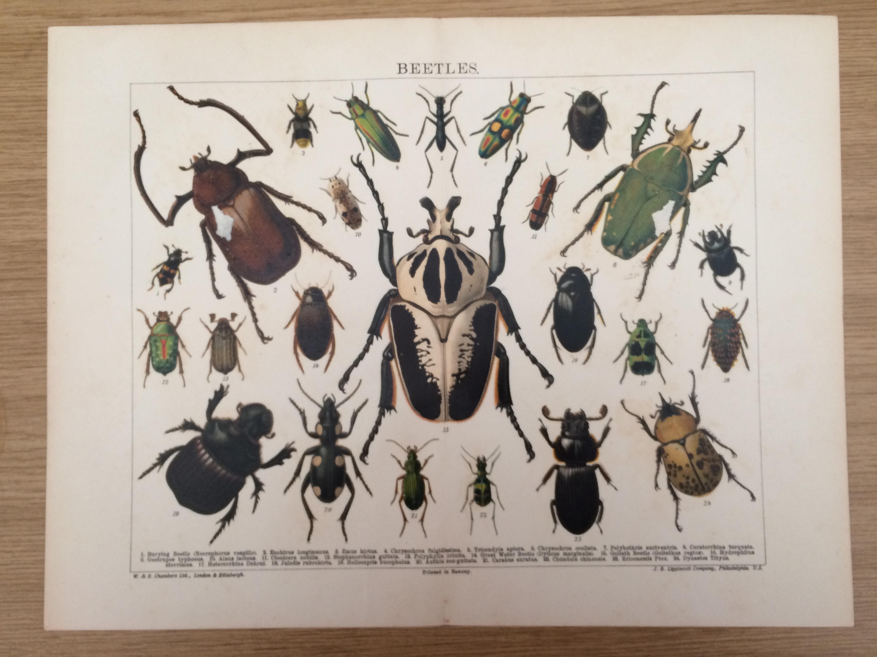1904 Original Antique Lithograph - Beetles - Entomology - Insect Art ...