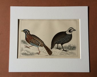 Lady Quail Print 8x10 - Etsy