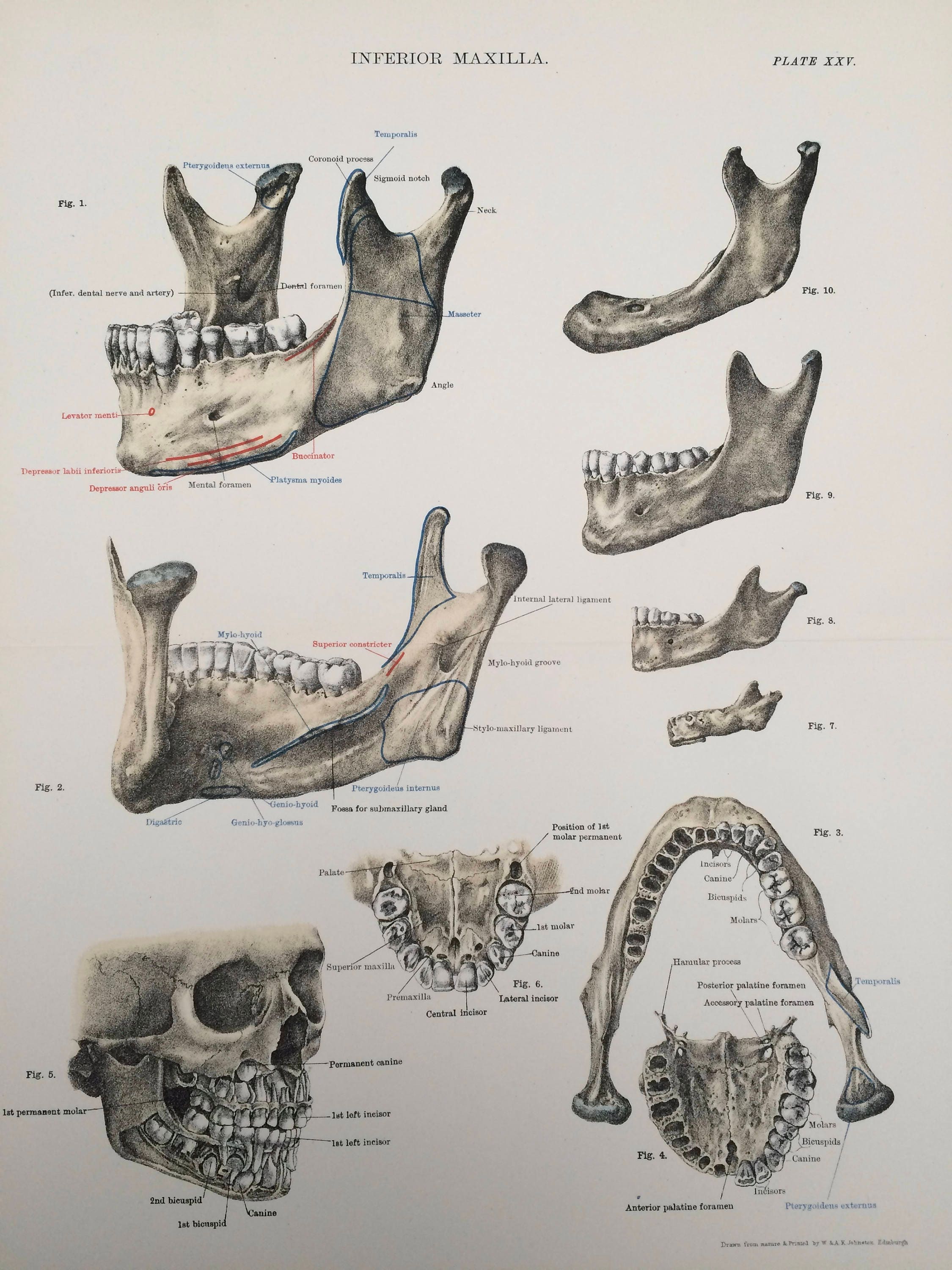 1920 Large Original Vintage Anatomical Illustration - Inferior Maxilla ...