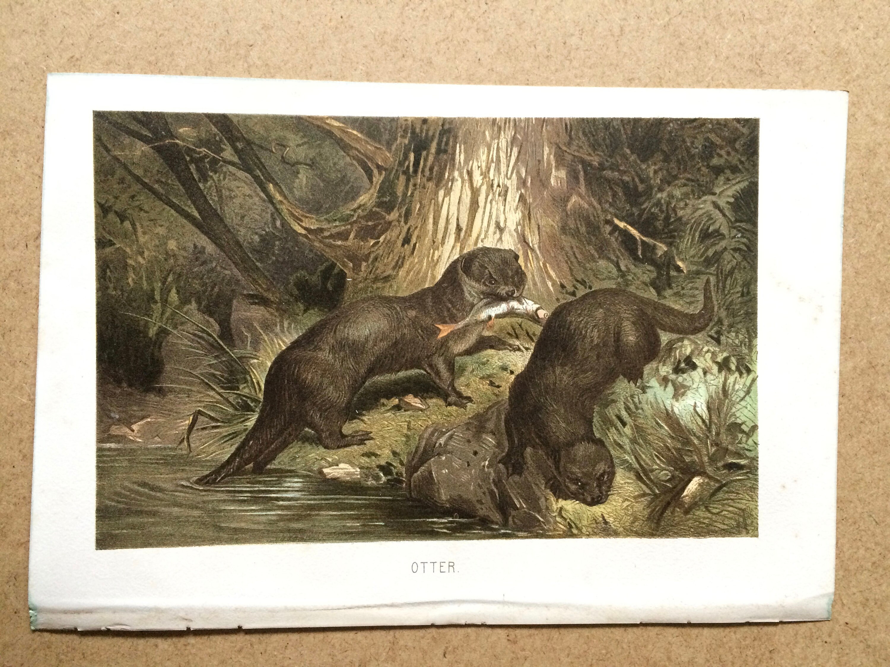 1893 Otter Original Antique Lithograph - Wildlife - Zoology ...