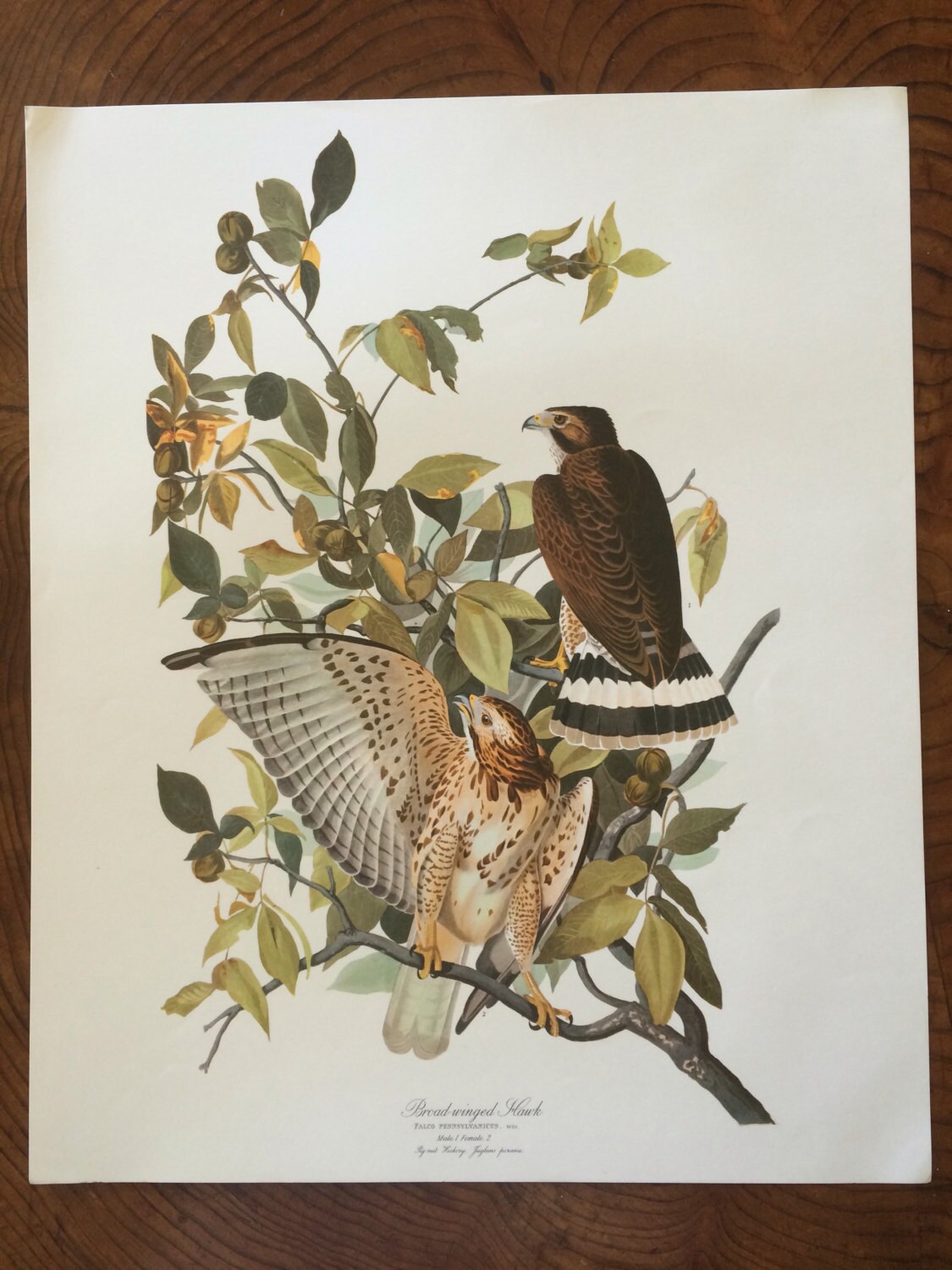 BROAD-WINGED HAWK Large Original Vintage 1964 Audubon Print, 14 x 17 ...