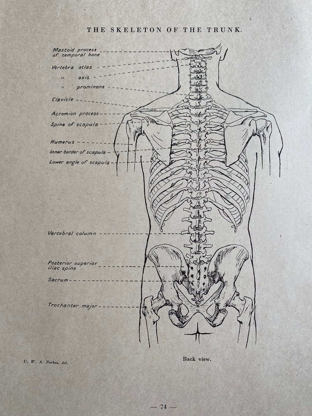 1949 Skeleton of the Trunk Original Vintage Print Anatomy - Etsy