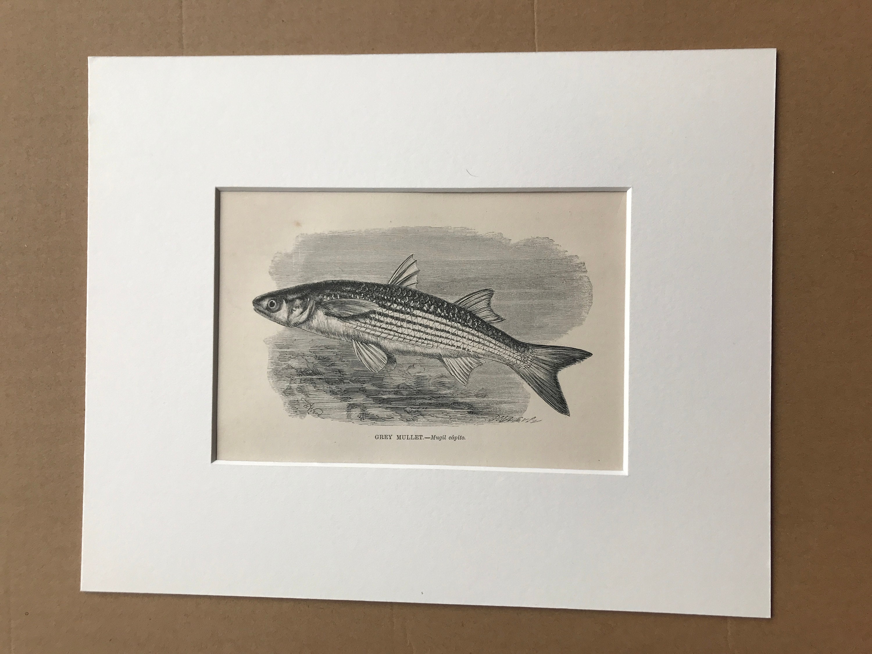 1863 Grey Mullet Original Antique Print - Fish - Ocean Wildlife ...