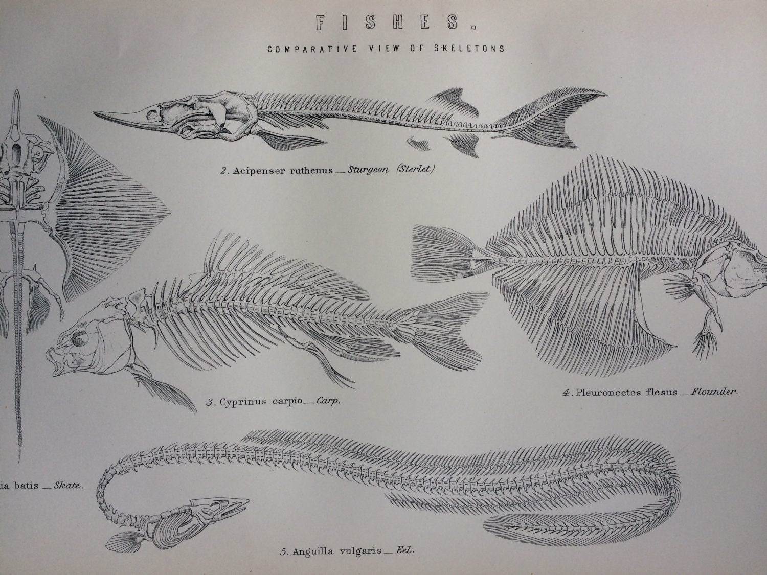 1891 FISH SKELETONS (Comparative View) Original Antique Steel Engraving ...