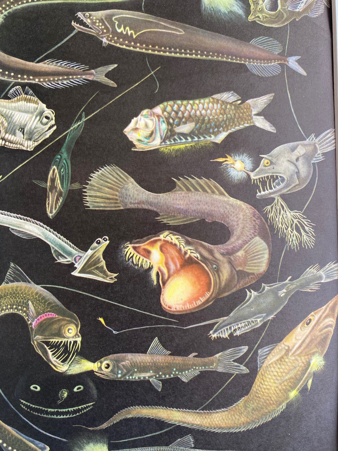 1968 Original Vintage Fish Print - Longfin Dragonfish - Macropinna ...