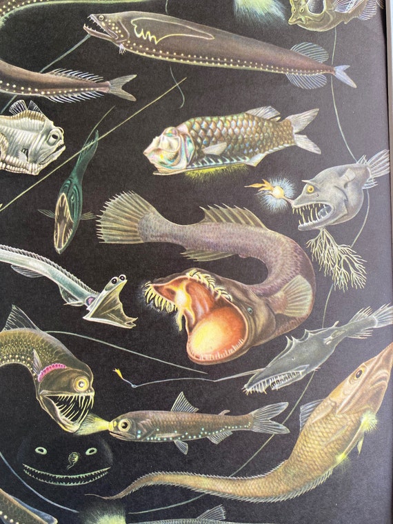 1968 Original Vintage Fish Print Longfin Dragonfish - Etsy