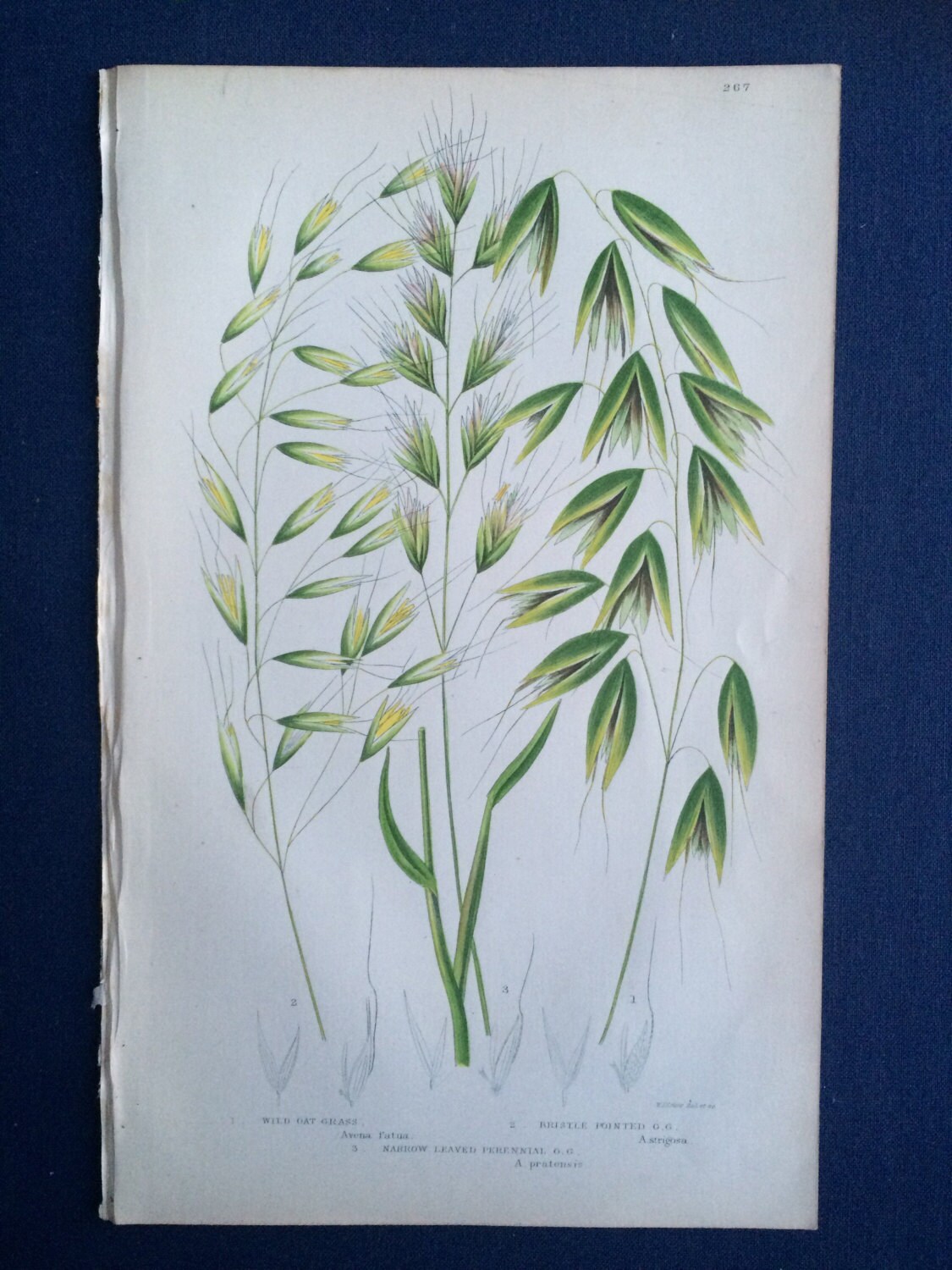 1858 GRASS original antique lithograph - grasses and sedges - Botanical ...
