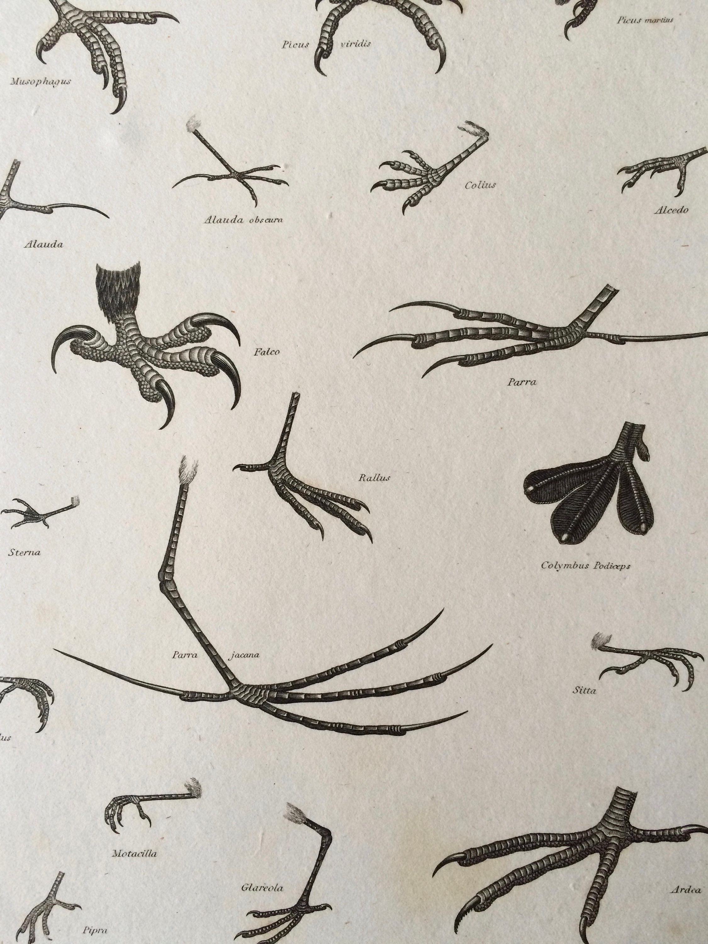 1819 Original Antique Engraving - Ornithology - Bird Claw Talon ...