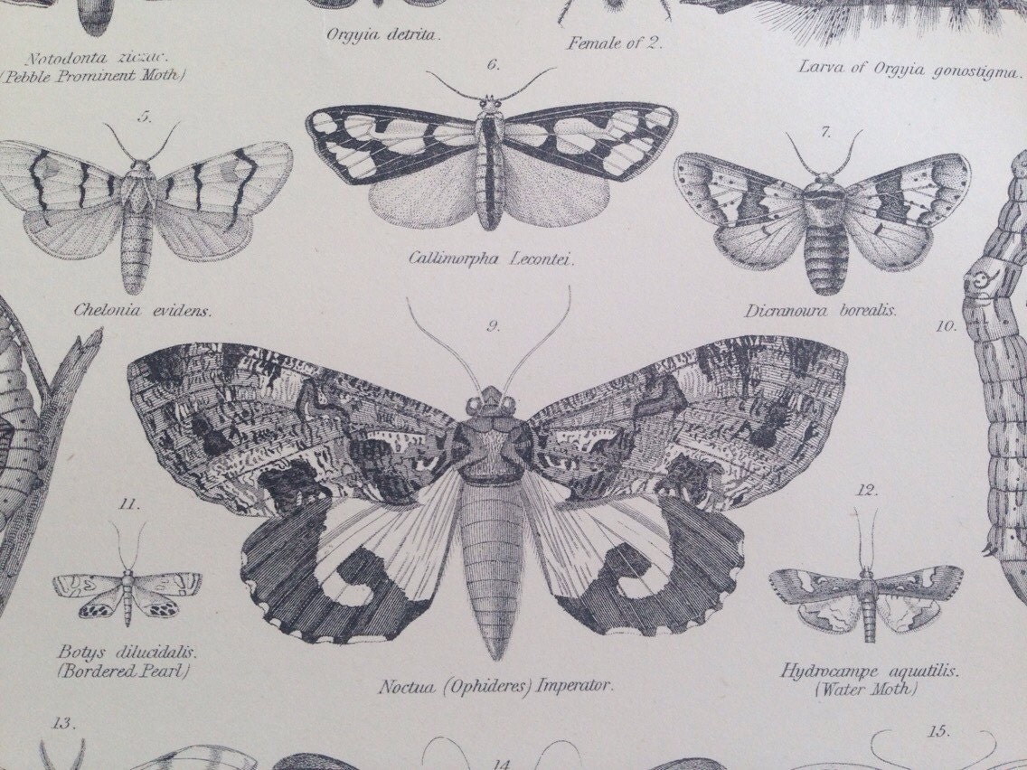 1875 Original Antique Moth Engraving - Insects - Entomology - wall ...