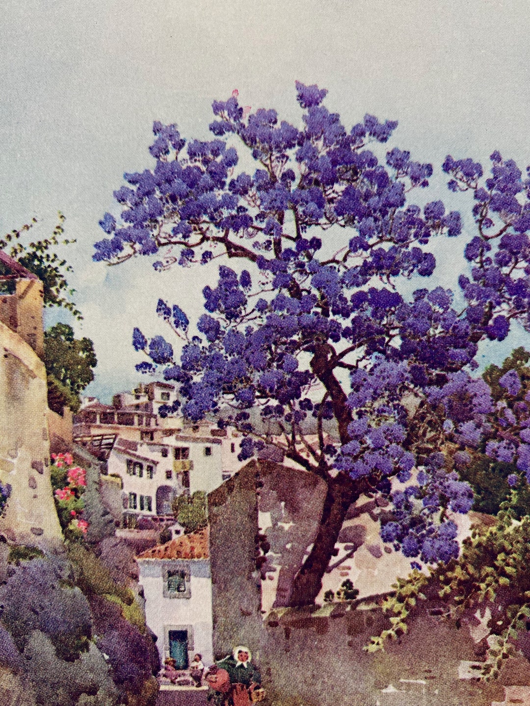 1909 Madeira - Jackaranda Tree Original Antique Print - Botanical Art ...