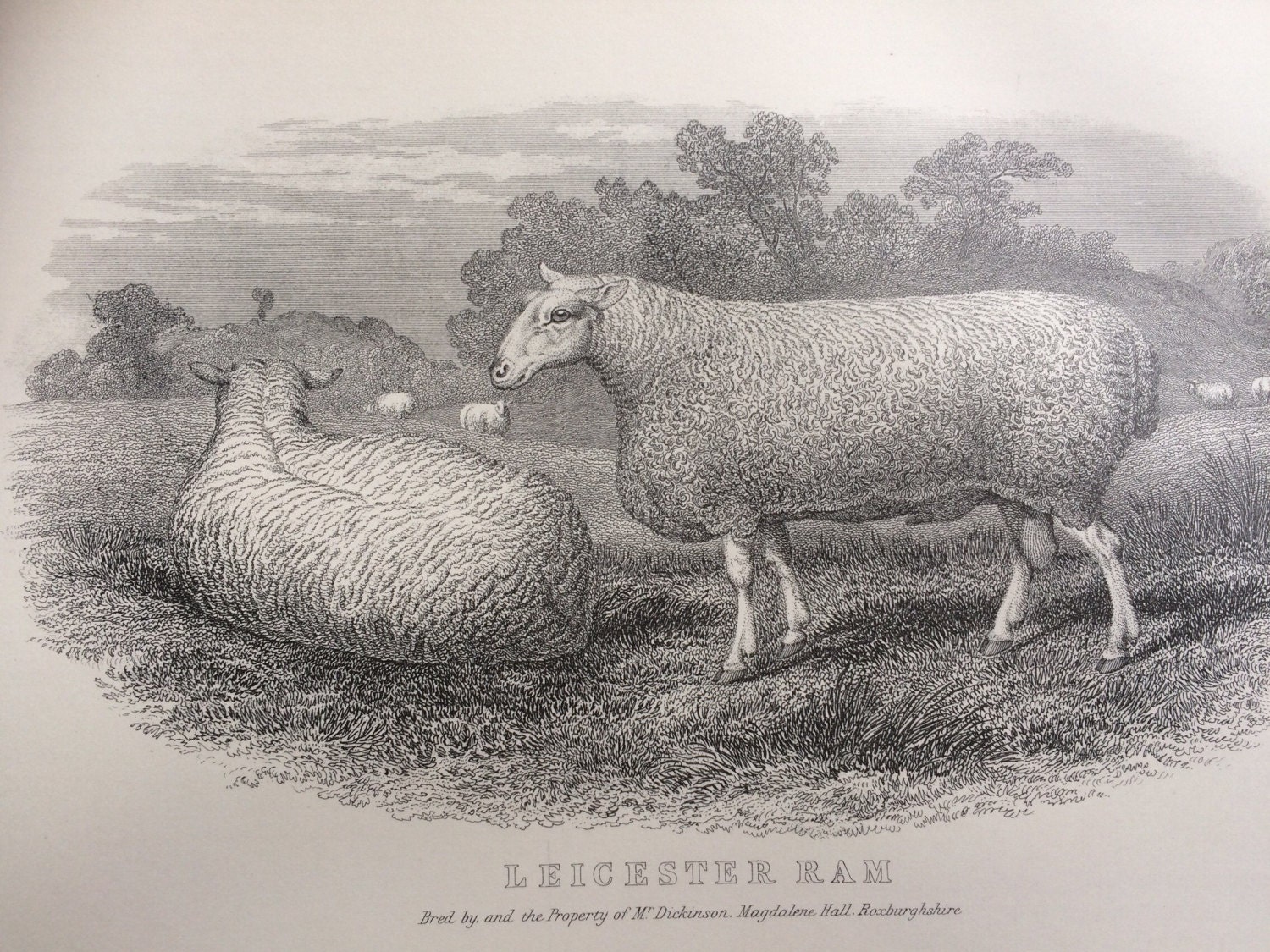 1875 Agriculture Original Antique Steel Engraving Print - Farming ...