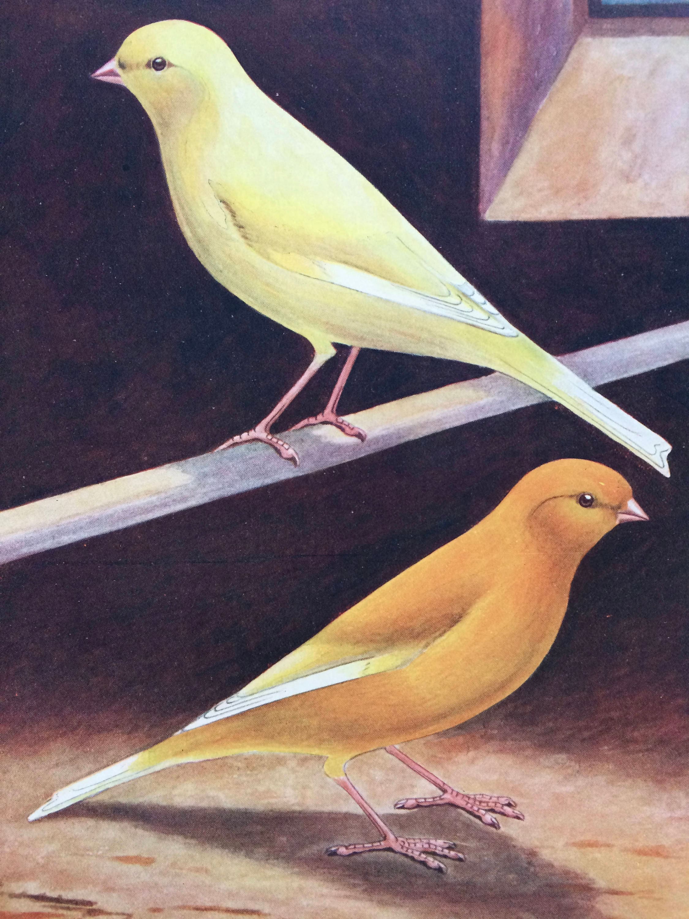 1911 Canary Original Antique Lithograph - The Border Fancy Canary ...