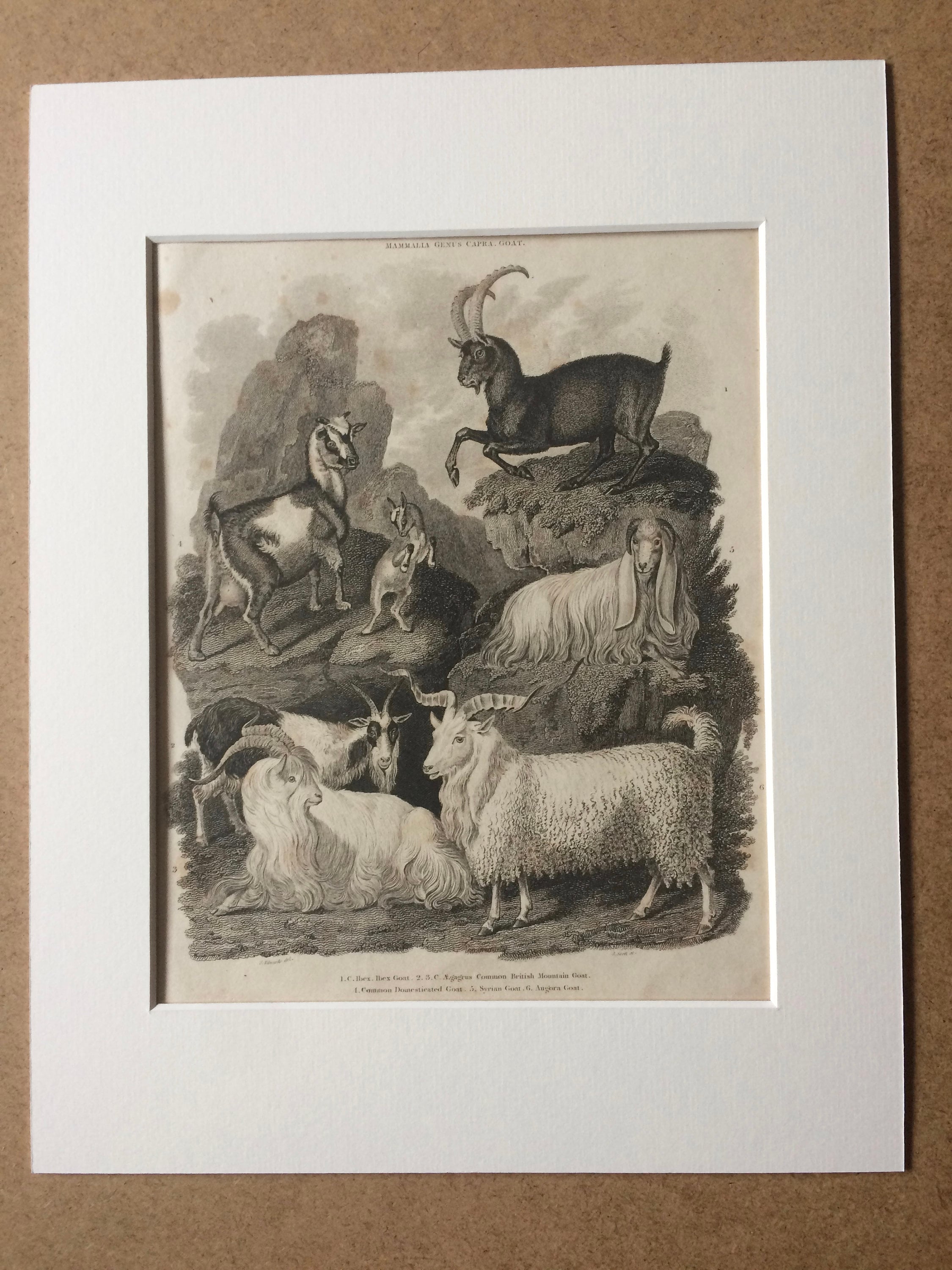 1819 Ibex Goat, Common British Mountain Goat, Common Domesticated Goat ...