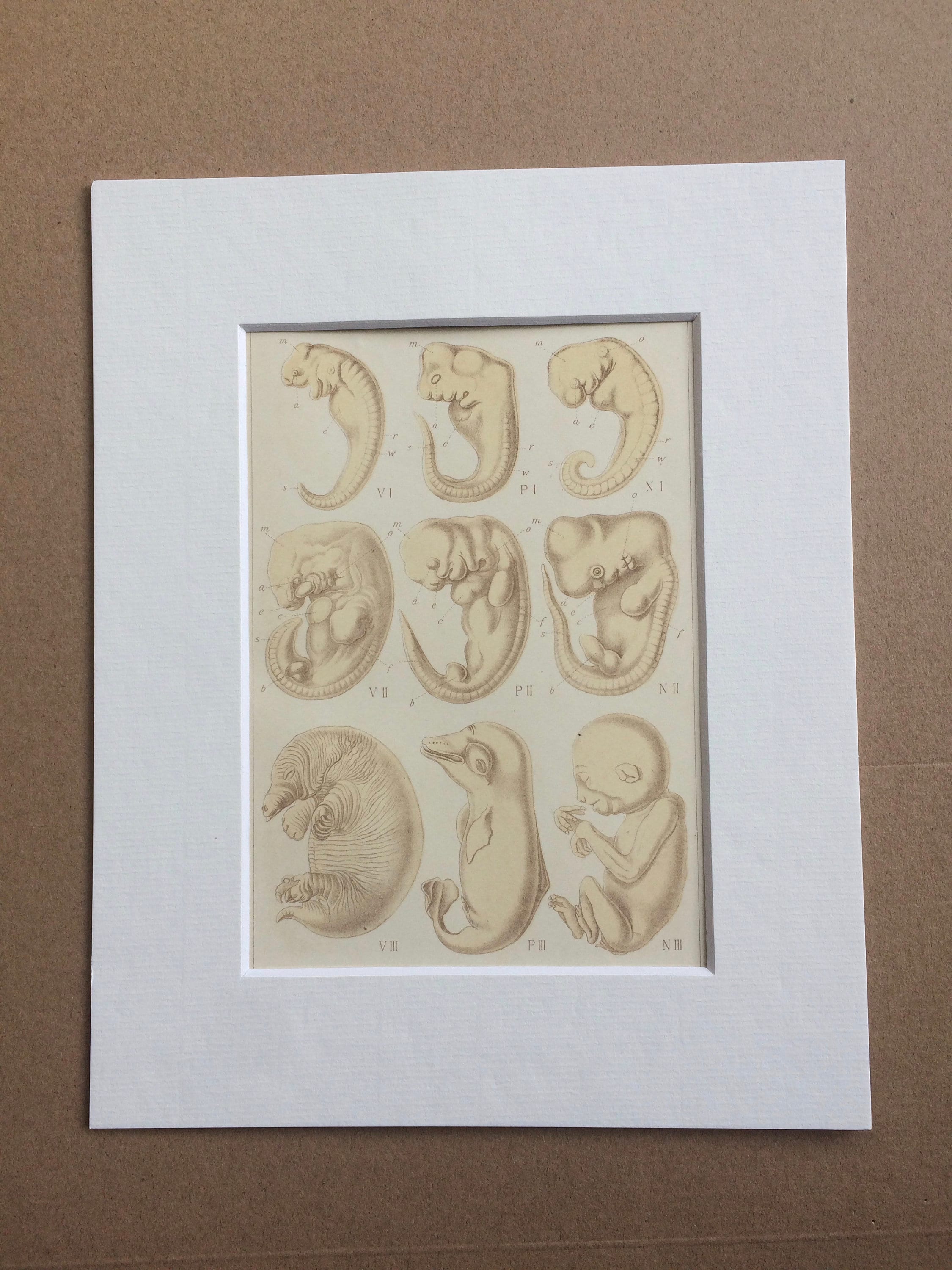 1905 Mammal Embryos - Sea Urchin, Dolphin, Gibbon Original Antique ...