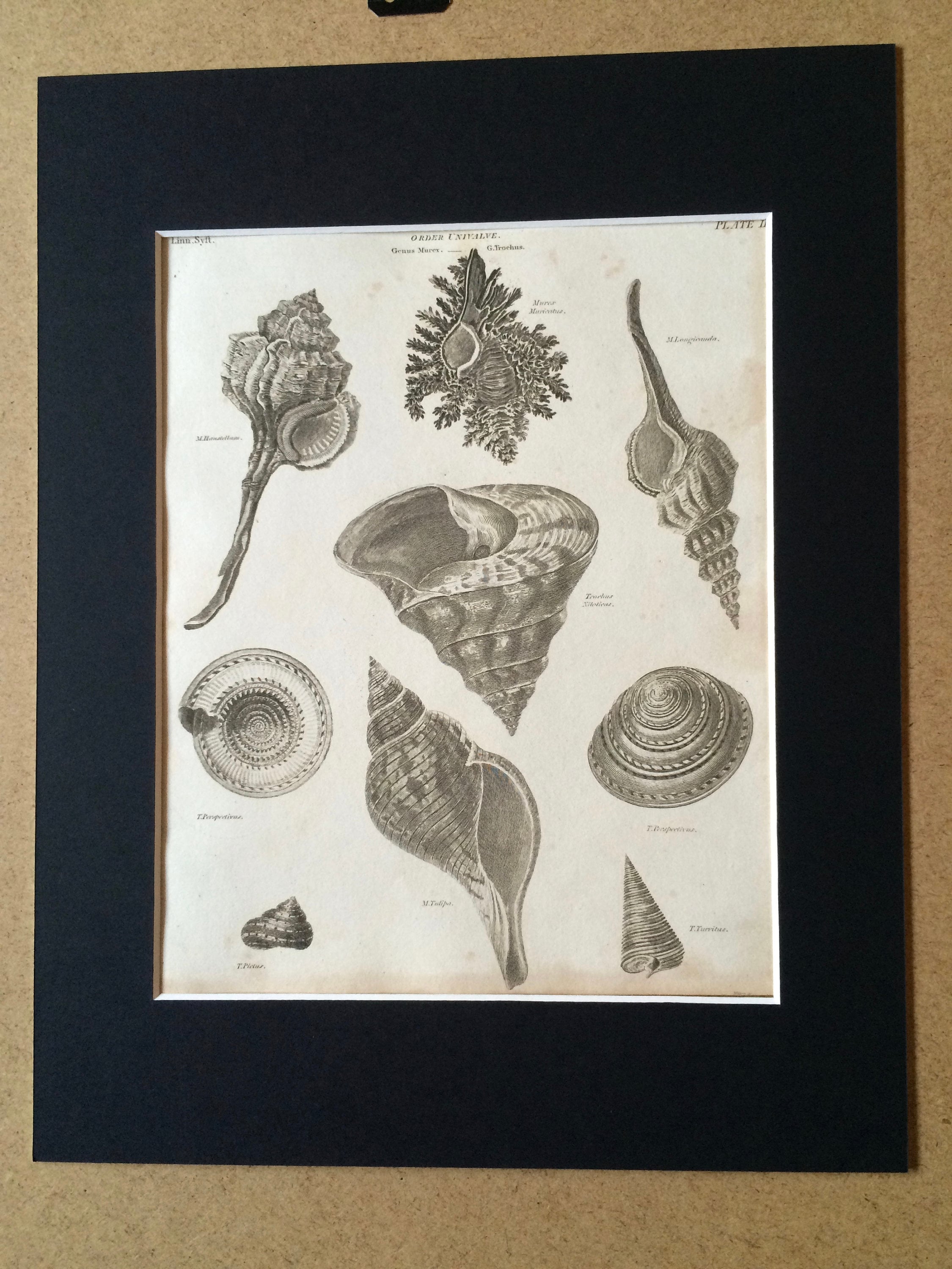 1819 Original Antique Engraving - Seashell - Shell - Conchology ...