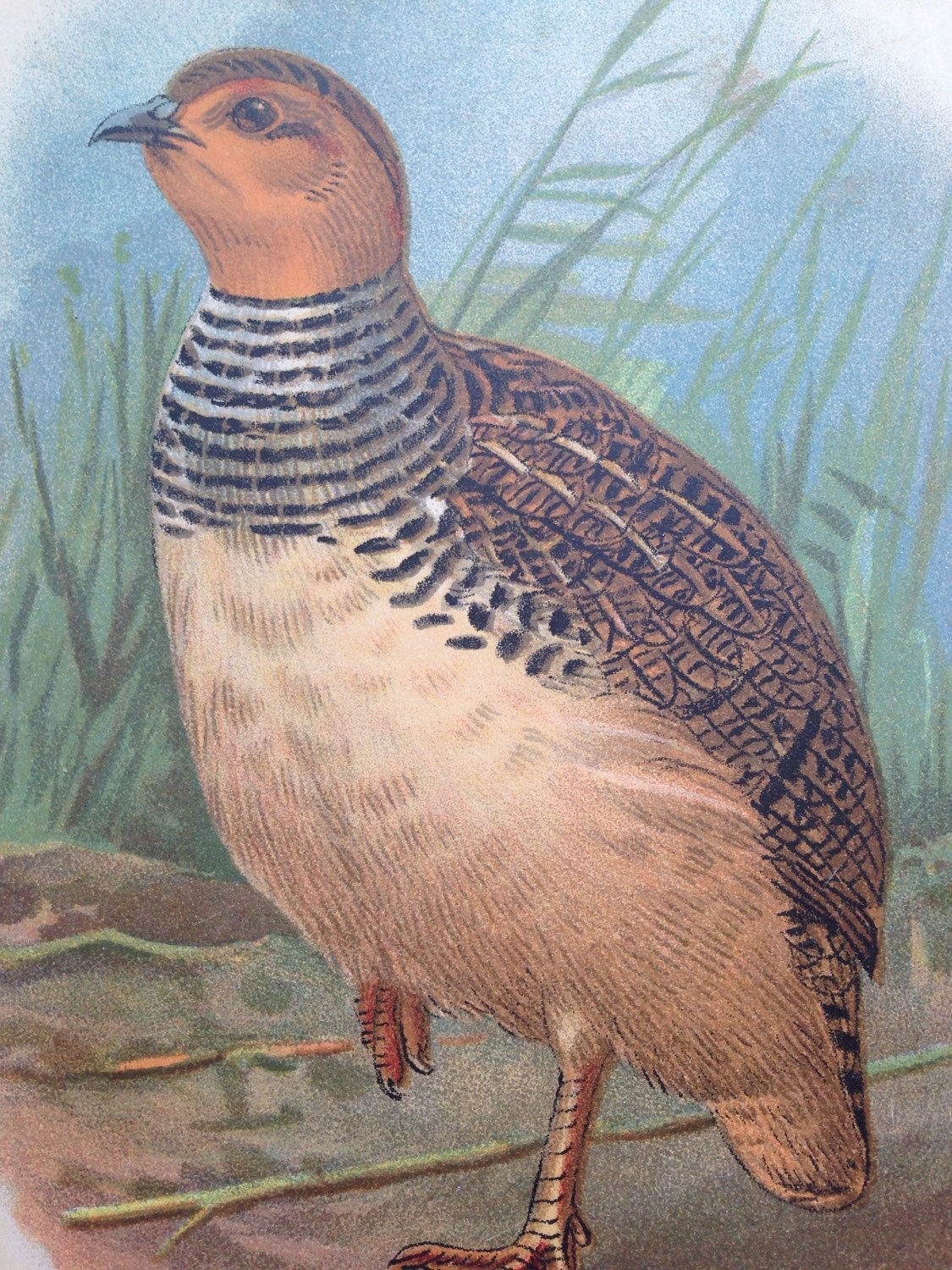 1896 HUBBARD'S FRANCOLIN Original Antique Lithograph - Game Bird ...