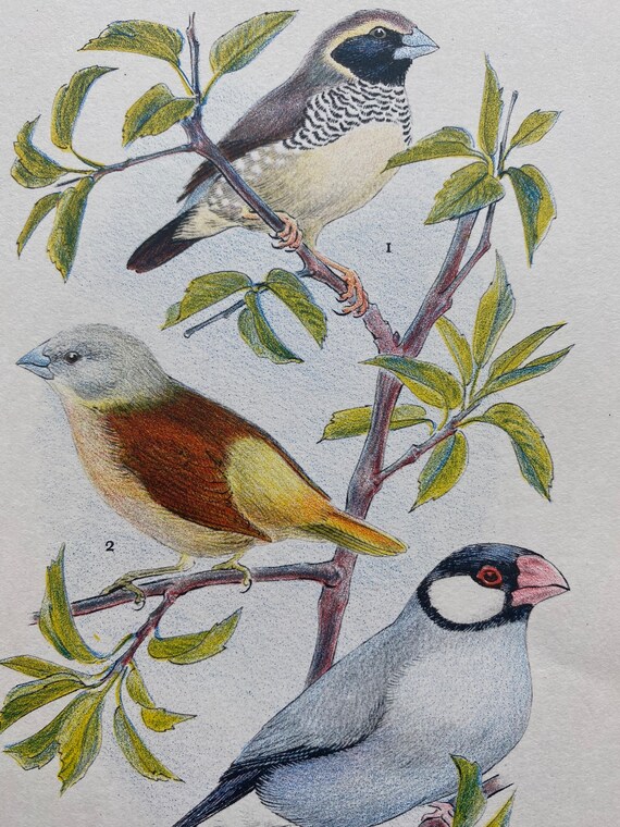 Mounted and Matted Available Framed Mannikin and Java Sparrow Original ...