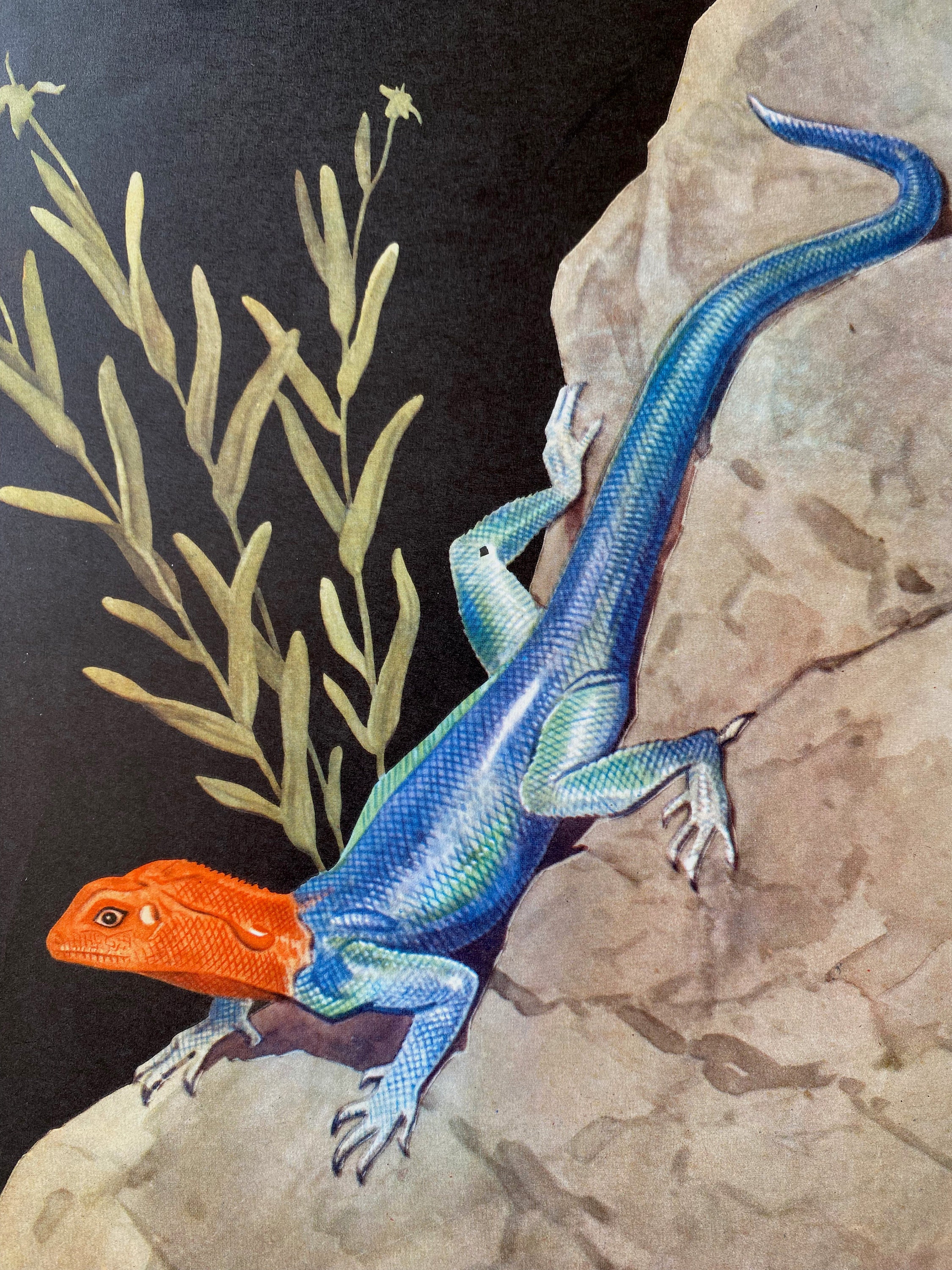 1968 Agama Lizard Original Vintage Print - Reptile - Mounted and Matted ...