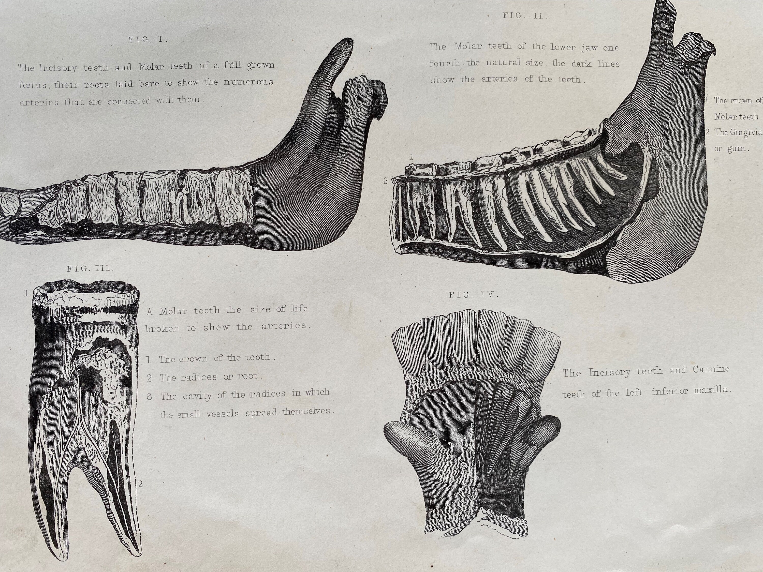 1870 Equine Dentition Original Antique Print - Equine Decor ...