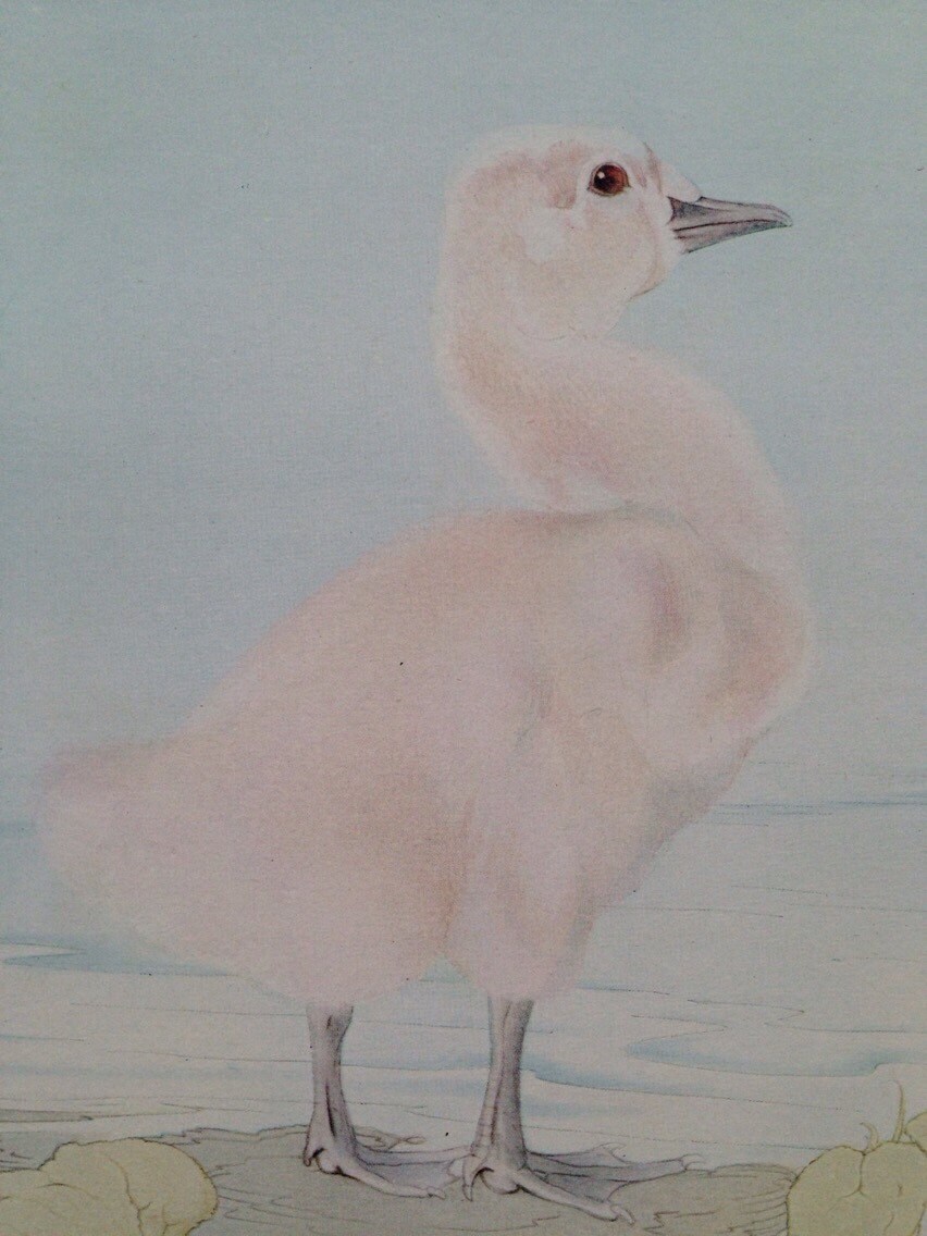 1919 Cygnet - Beautiful Baby Bird Illustration by Edmund J. Detmold ...