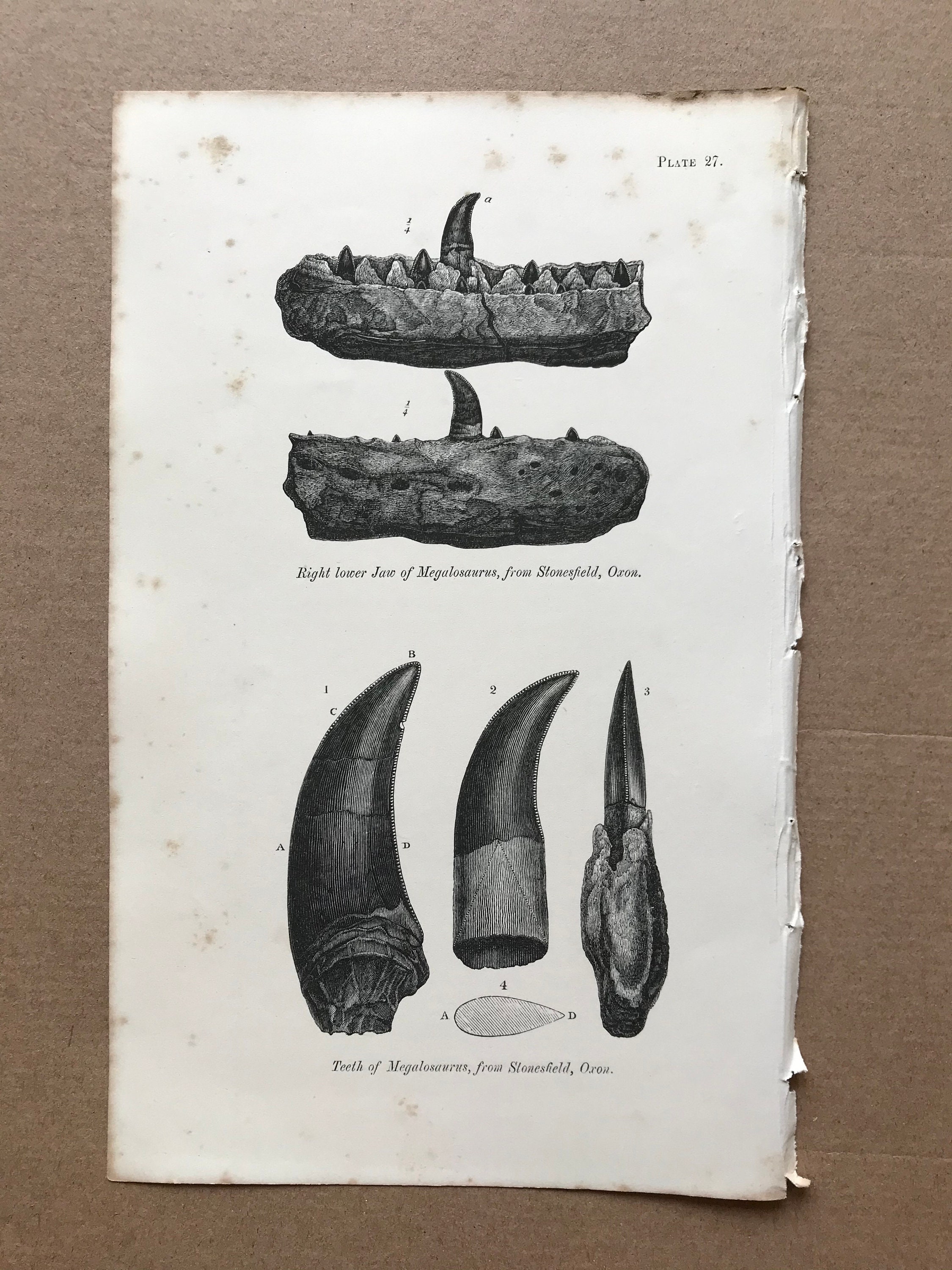 1858 Jaw and Teeth of Megalosaurus, from Stonesfield, Oxon Original ...