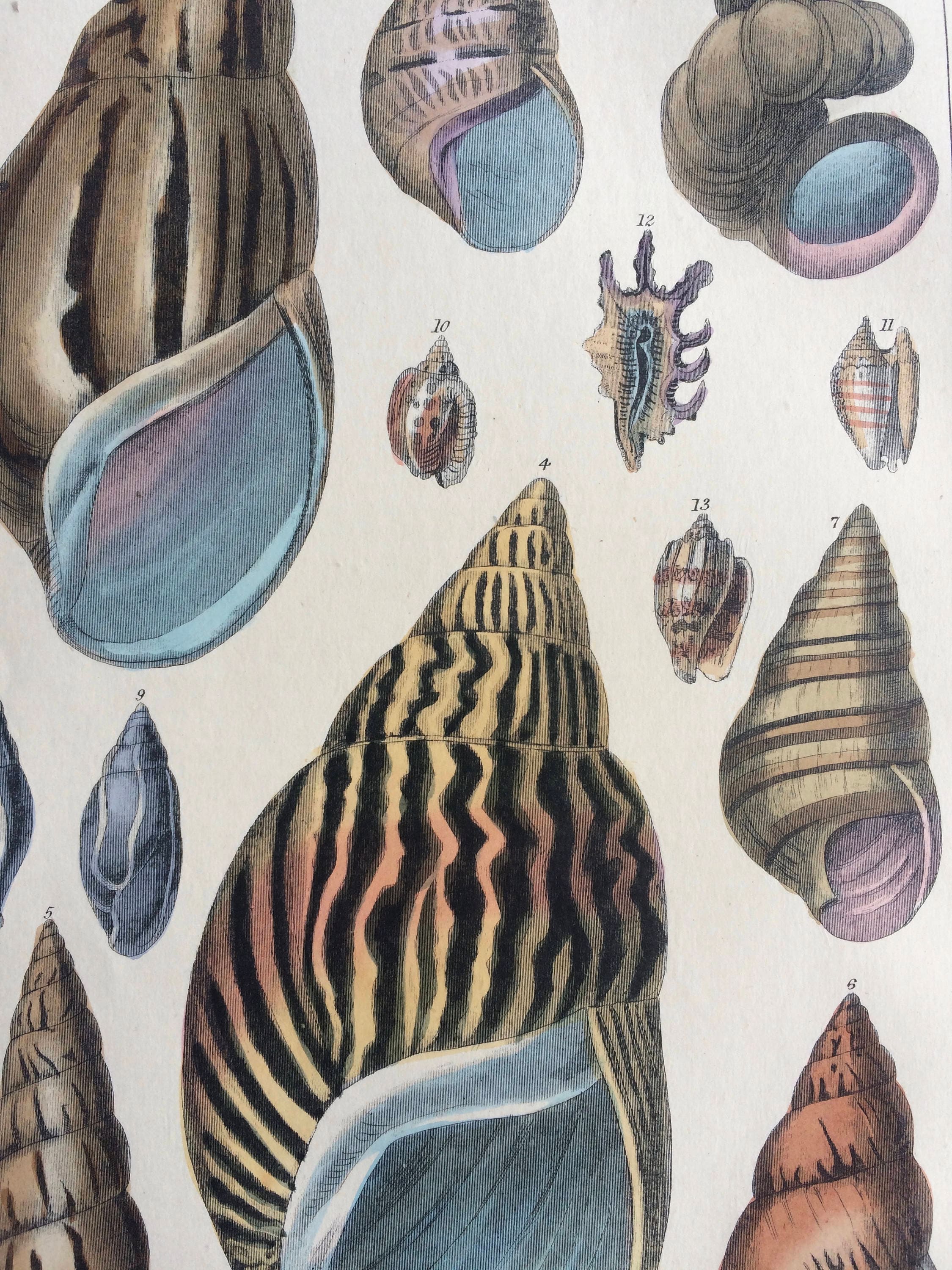 1852 Original Antique Hand-Coloured Shell Engraving - Seashell ...