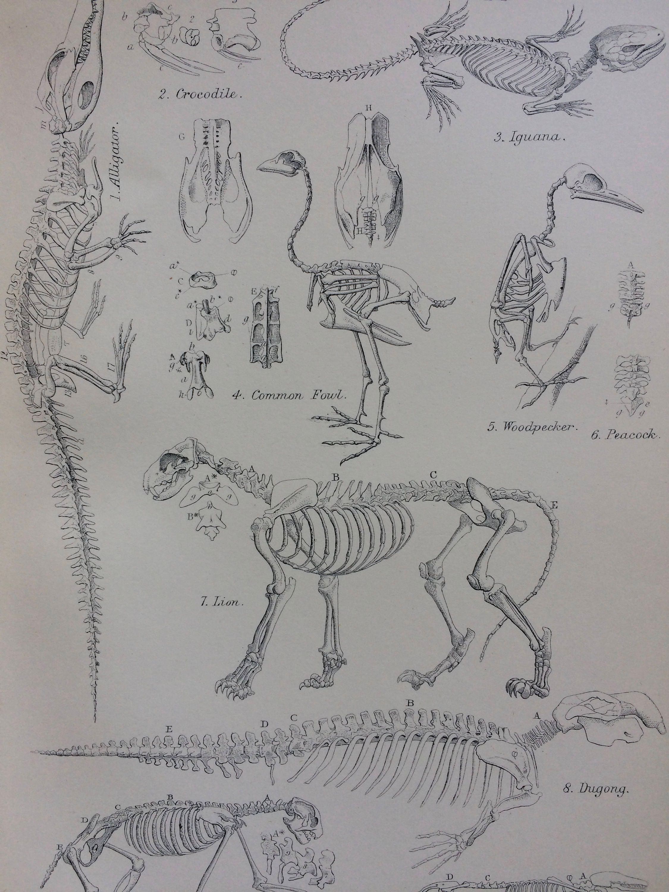 1891 Backbone Original Antique Encyclopaedia Illustration - wall decor ...