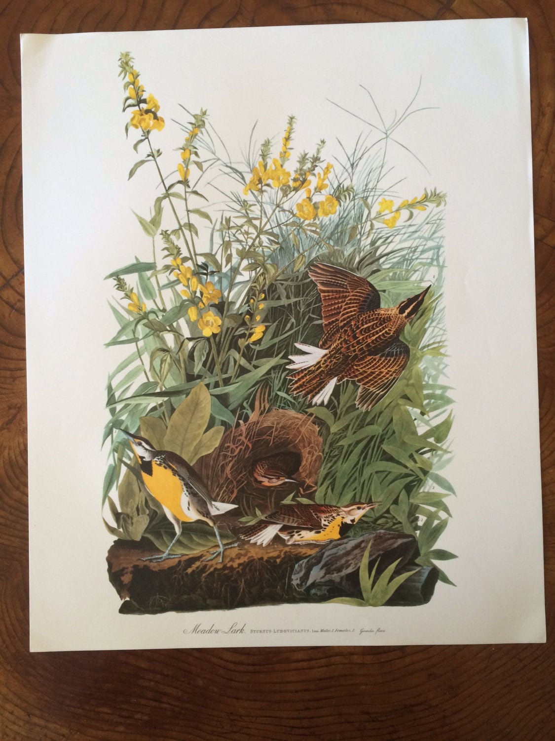 MEADOW LARK Large Original Vintage 1964 Audubon Print, 14 x 17 inches ...