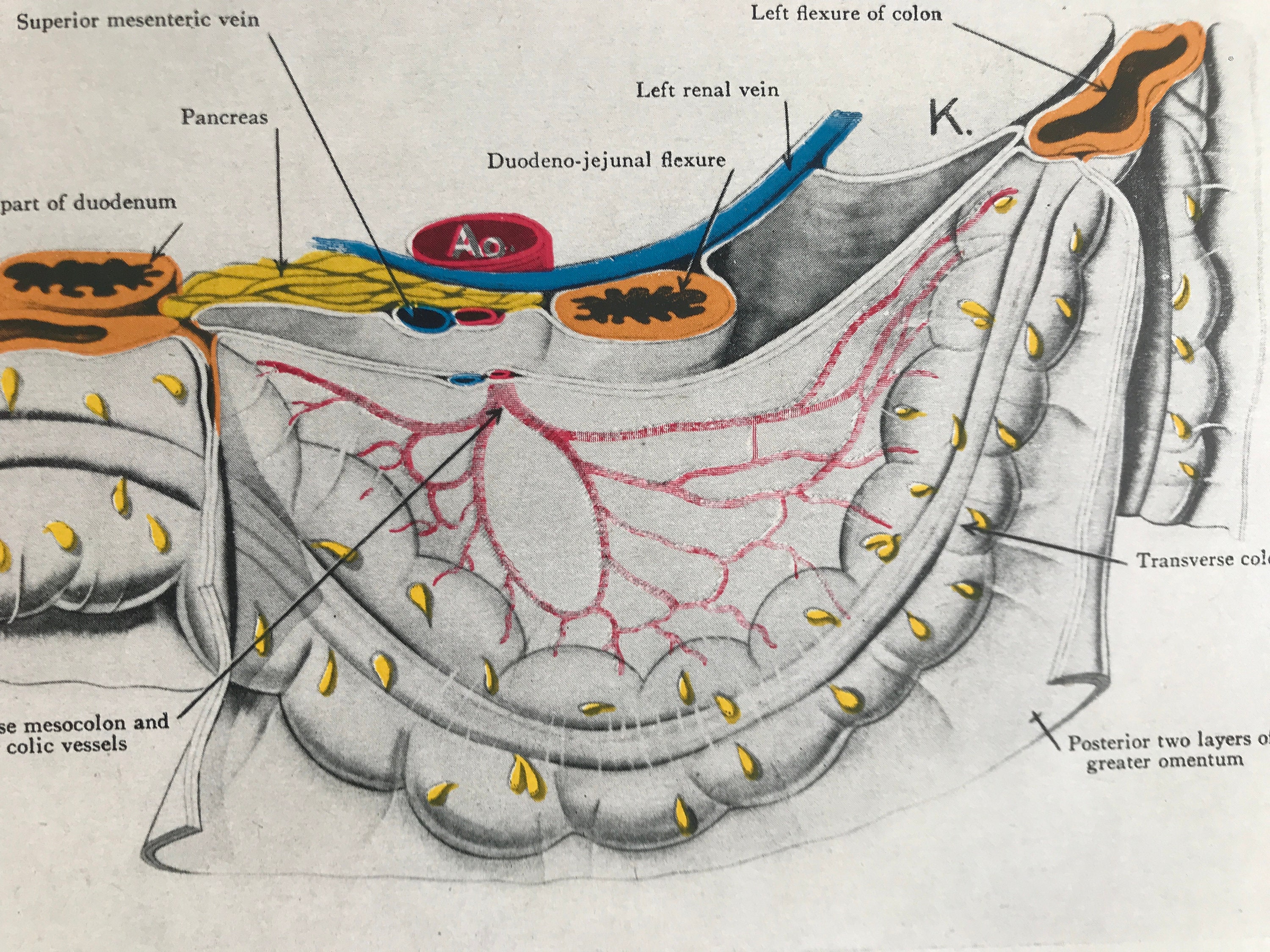 1942-transverse-colon-and-mesocolon-original-vintage-anatomical-print