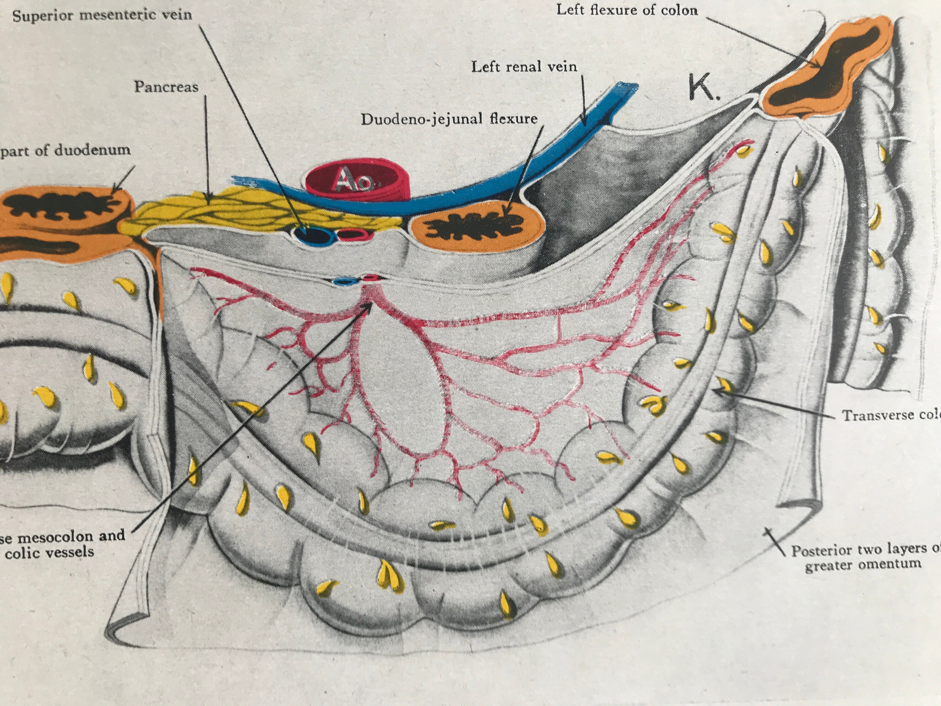 1942 Transverse Colon And Mesocolon Original Vintage Anatomical Print