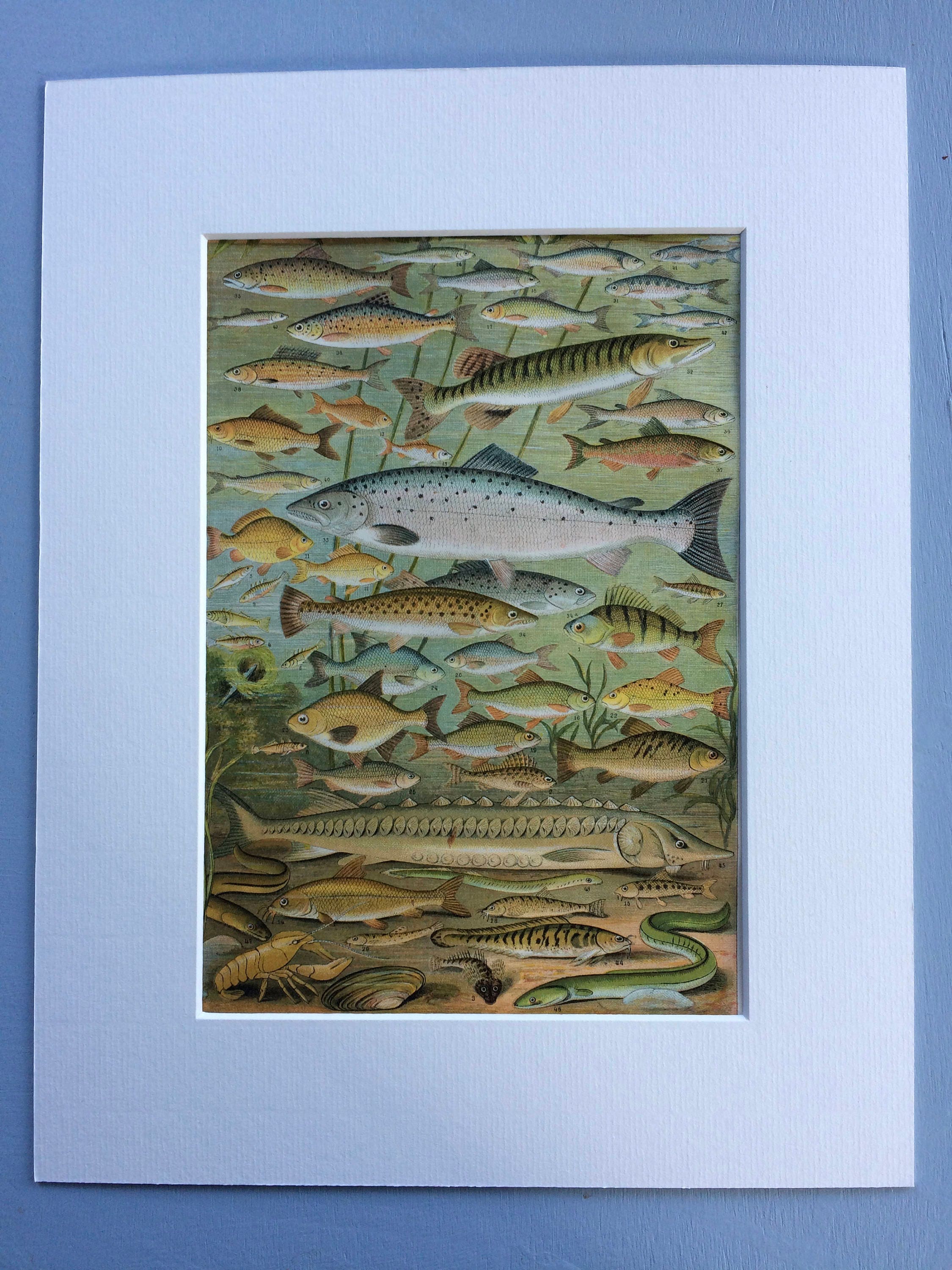 1881 British Freshwater Fish Original Antique Lithograph - matted ...