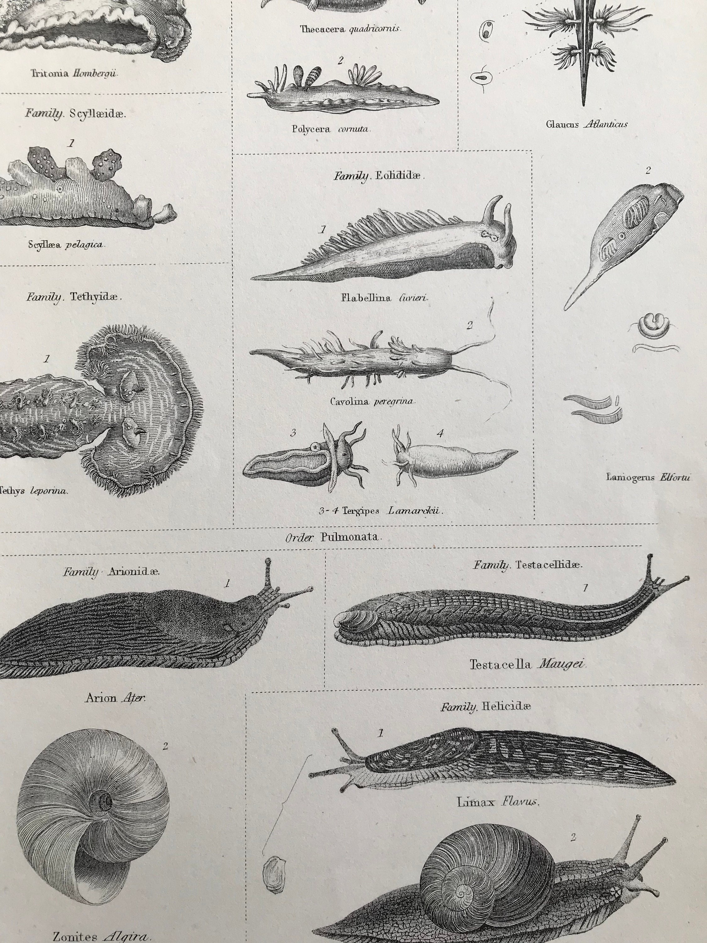 1862 Mollusca Original Antique Engraving - Available Mounted, Matted ...