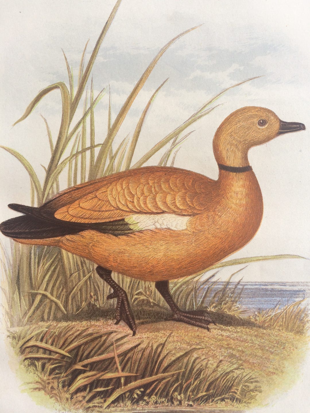 1880 Ruddy Sheldrake Original Antique Matted Chromolithograph - Etsy Canada