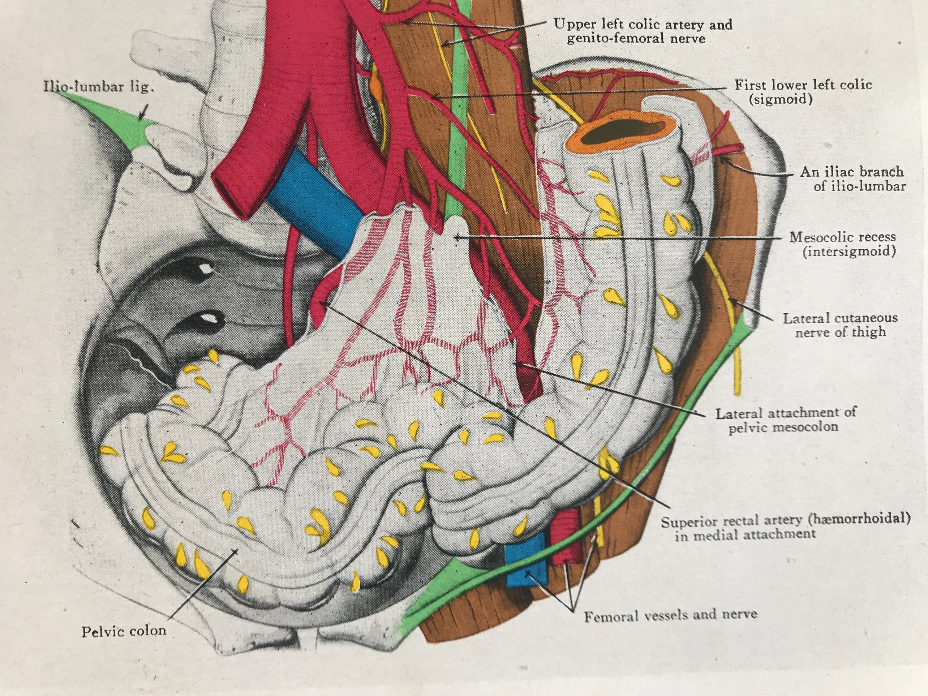 Mesocolon Anatomy