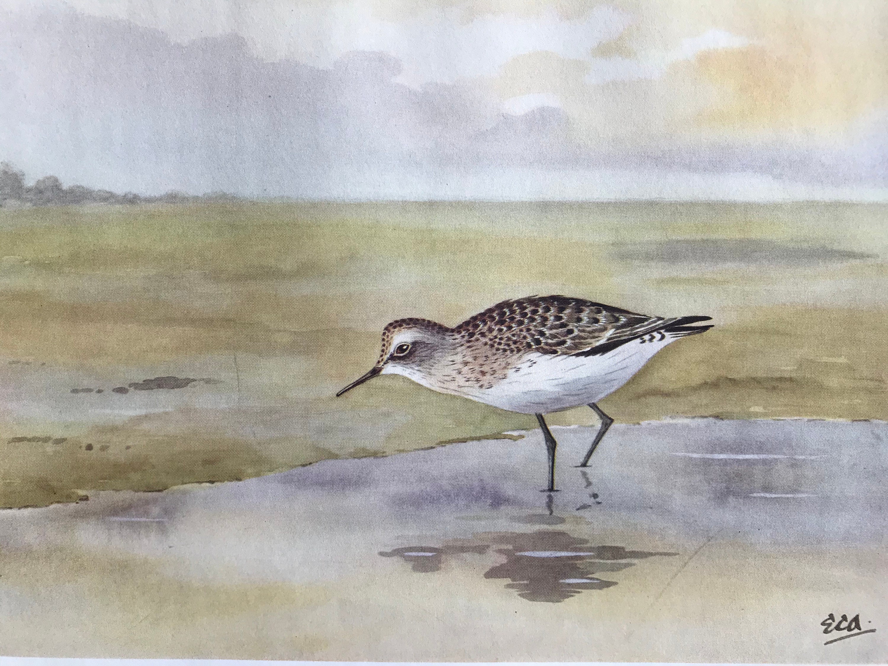 1924 Baird's Sandpiper Original Antique Print - Mounted and Matted ...