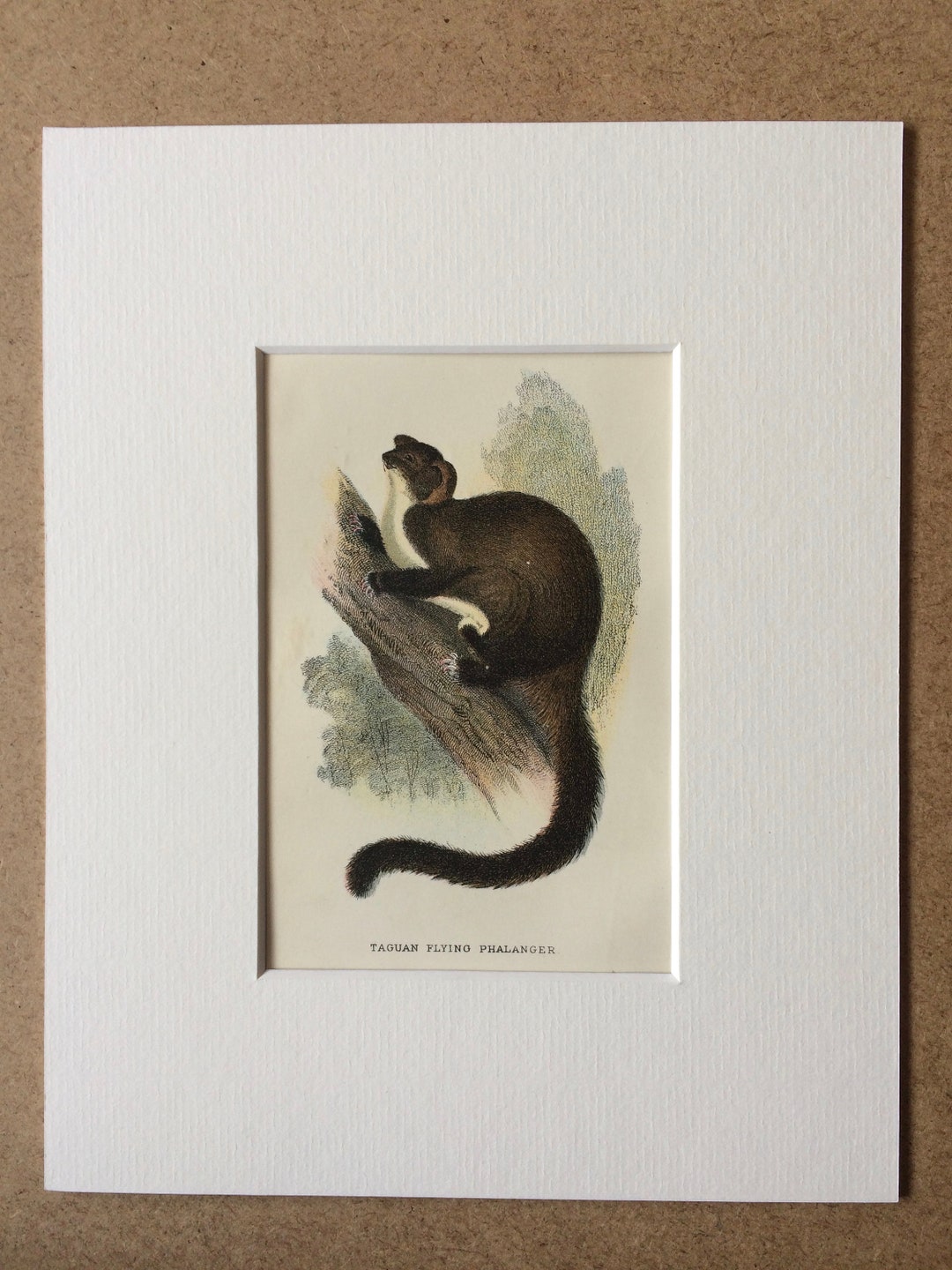 1896 Taguan Flying Phalanger Original Antique Chromolithograph - Etsy