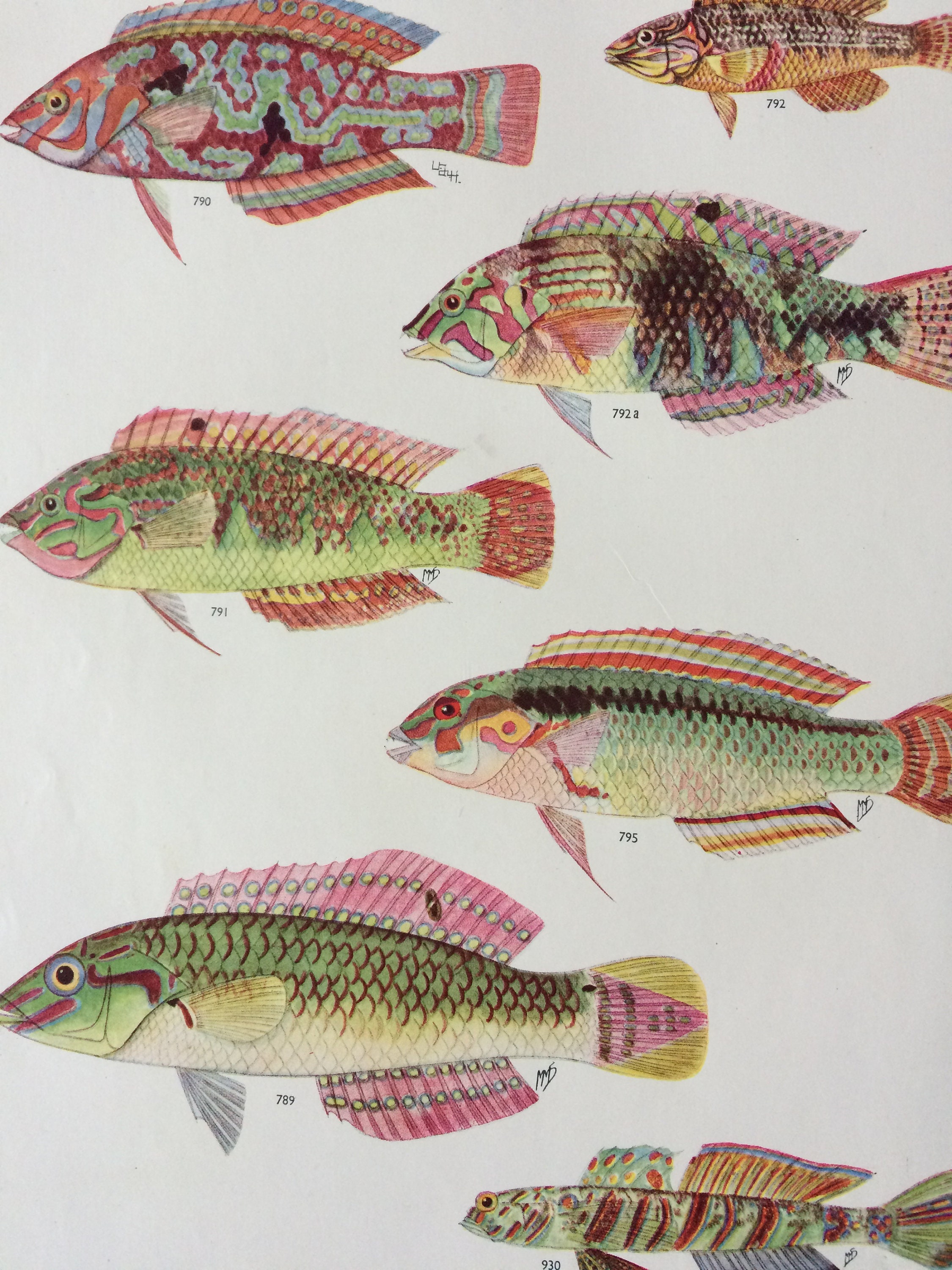1950 Original Vintage Fish Print - Mounted and Matted - Available ...