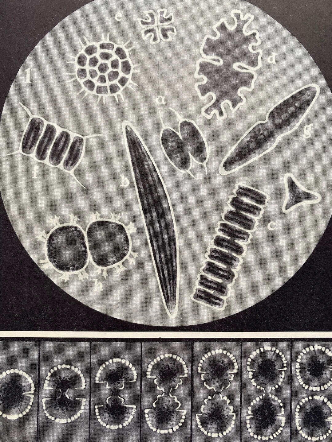 1930 Wonders of the Microscope Original Antique Print Science Desmids ...