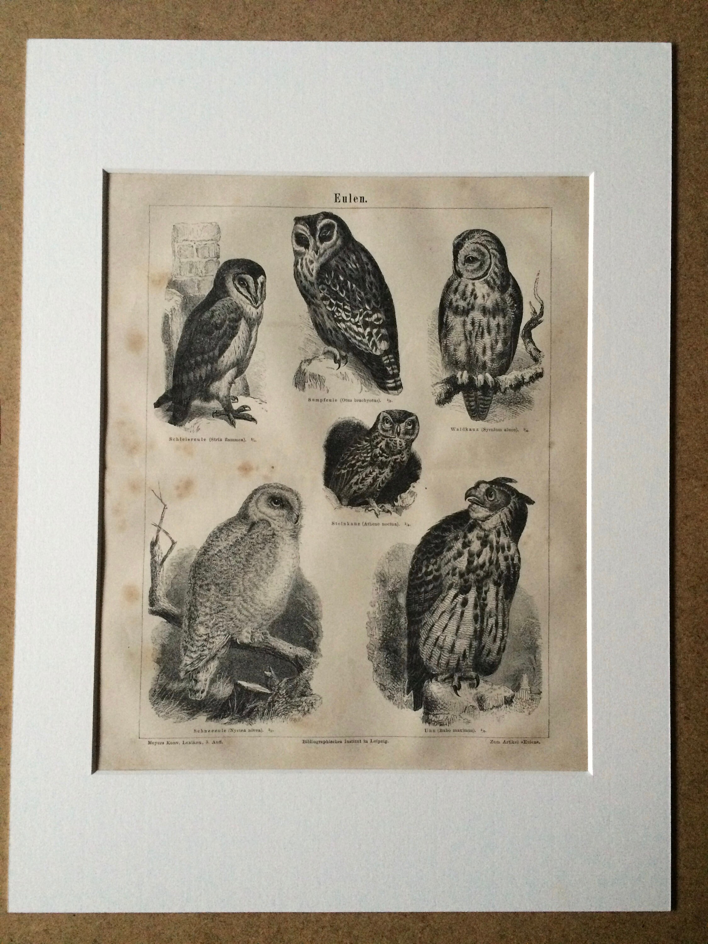 1875 Owls Large Original Antique print - Available Mounted and Matted ...