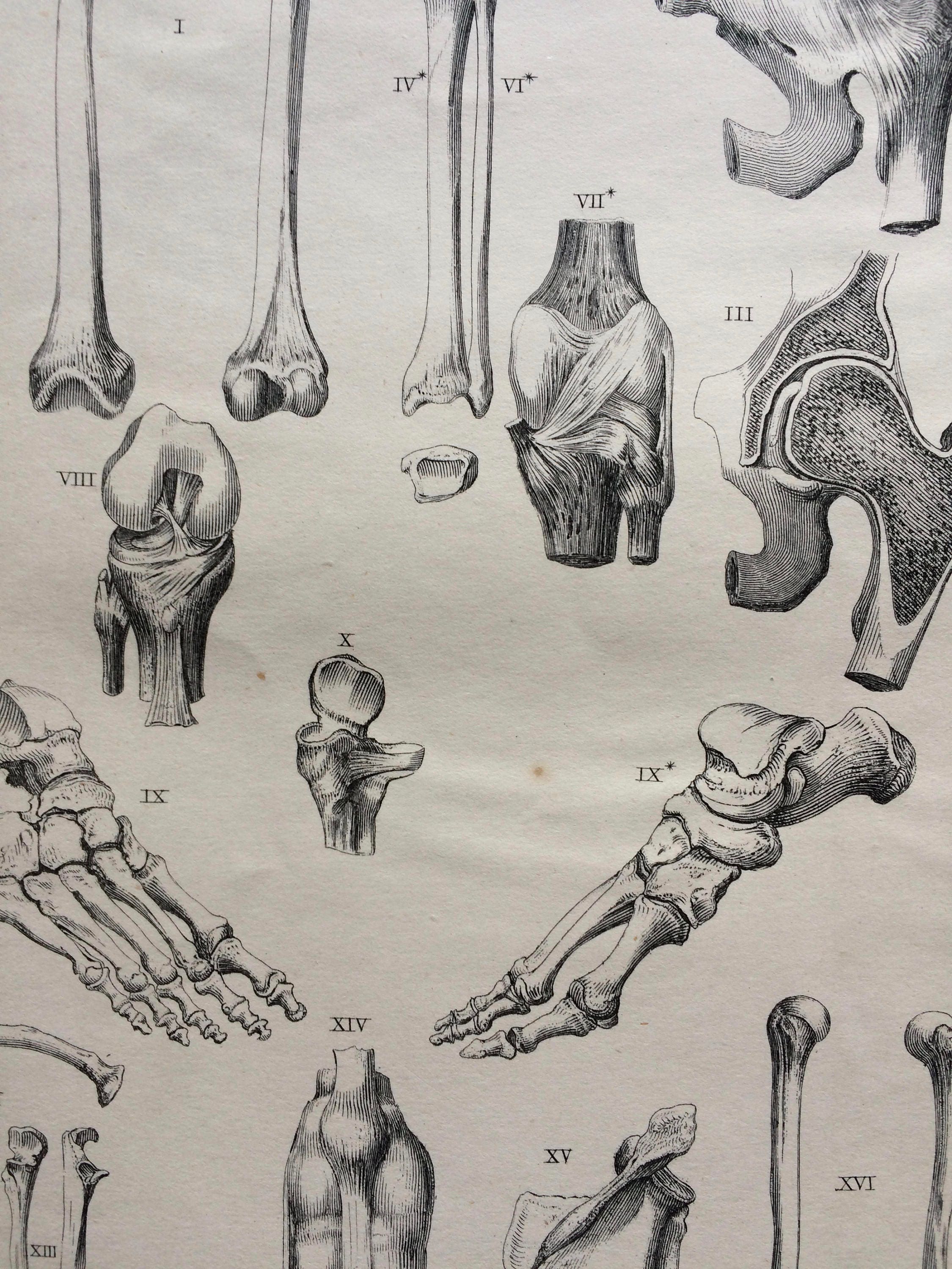 1880 Bones Original Antique Steel Engraving - Anatomical Decor ...