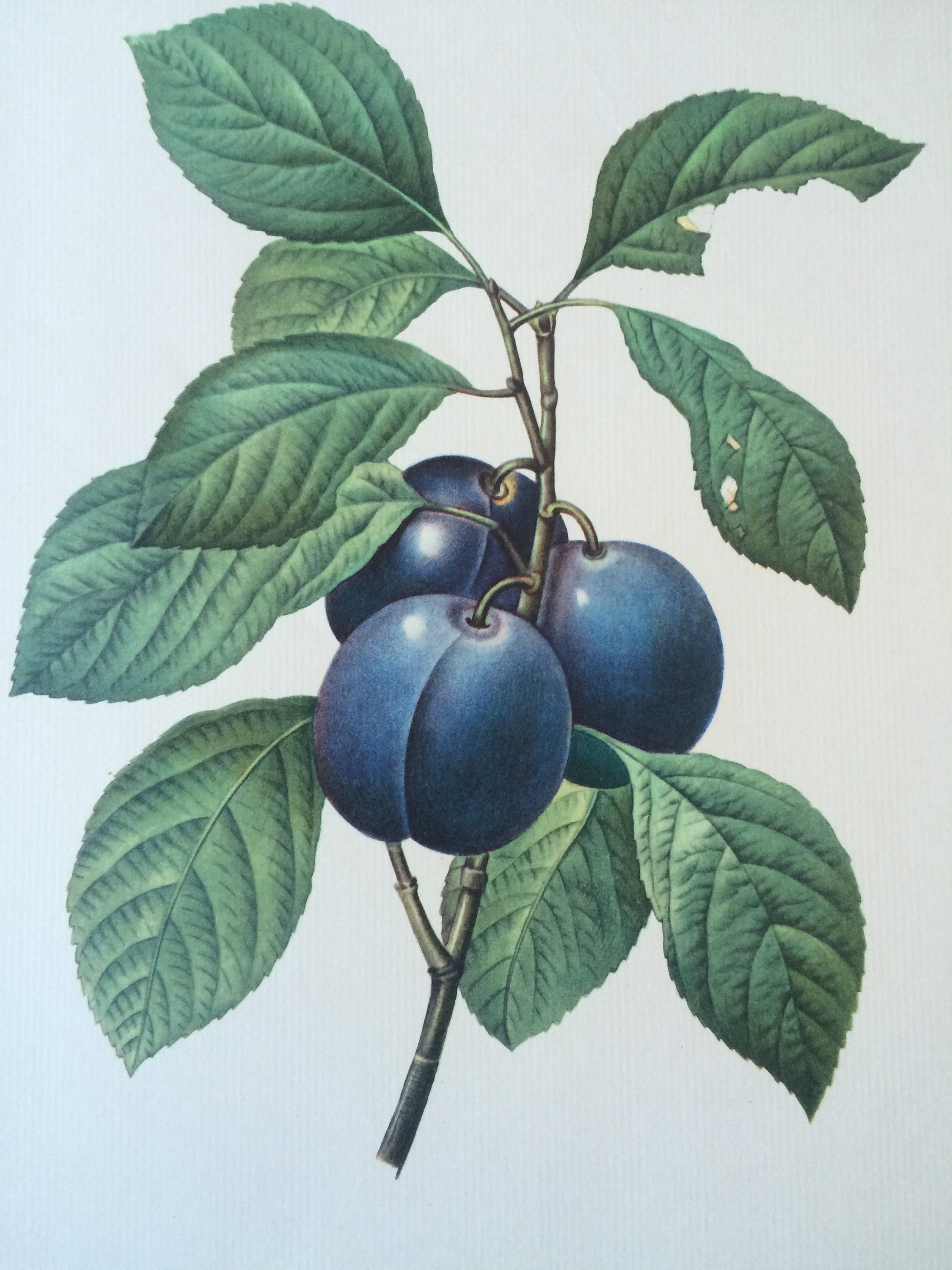 1955 Original Vintage Redoute Botanical Illustration Plum Botany