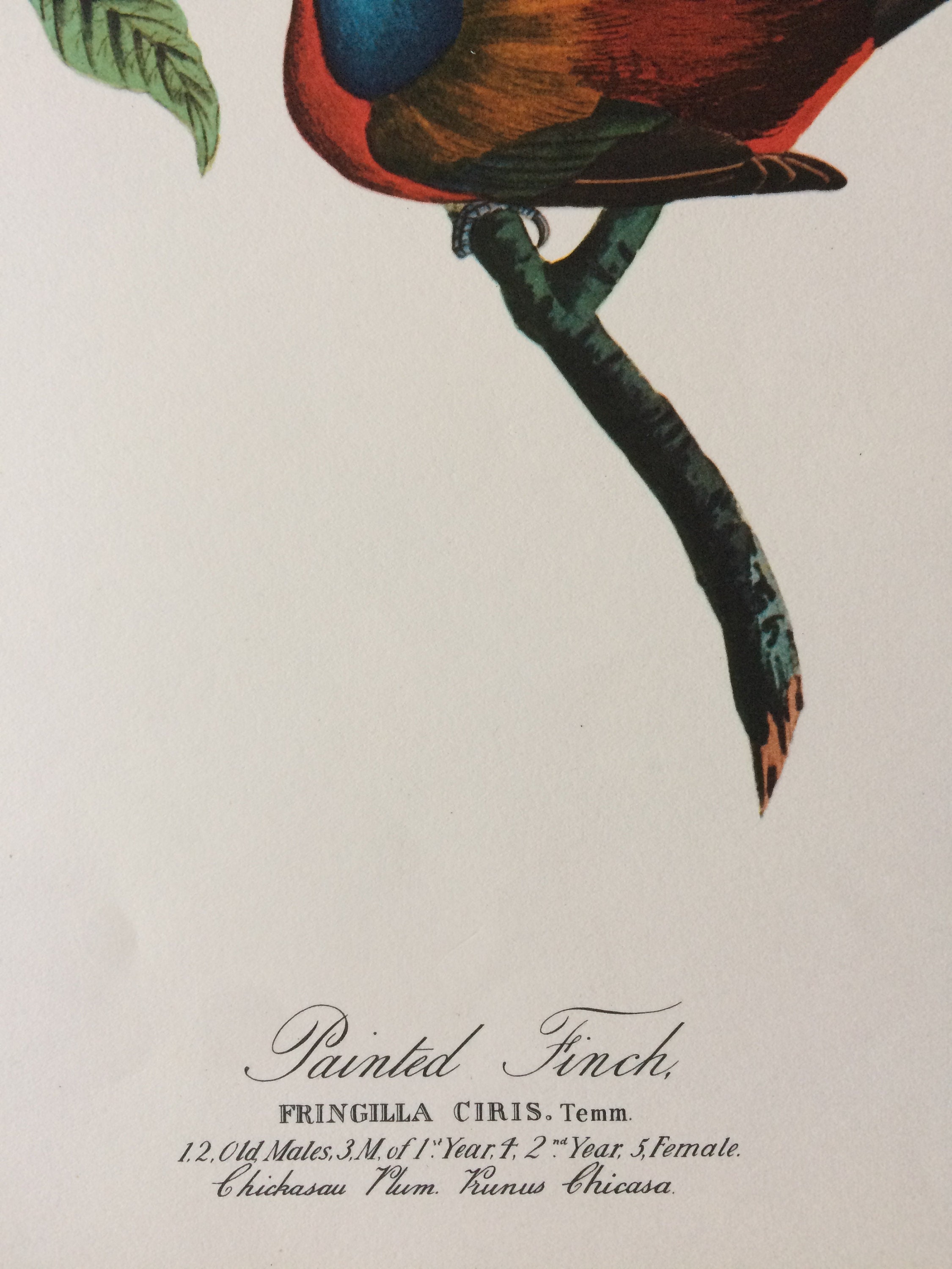 PAINTED FINCH Large Original Vintage 1964 Audubon Print, 14 x 17 inches ...