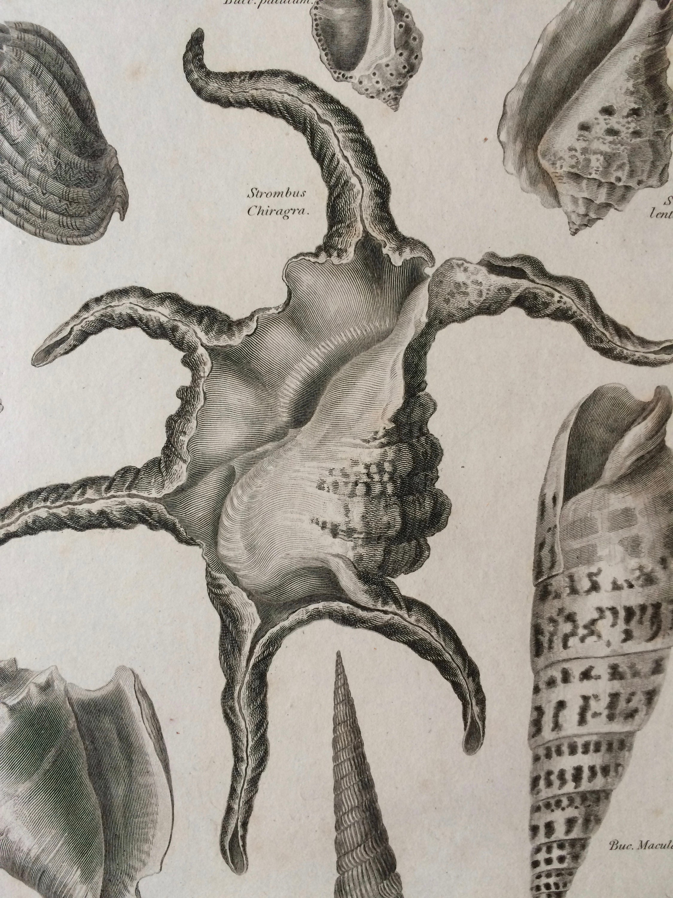 1819 Original Antique Engraving - Seashell - Shell - Conchology ...