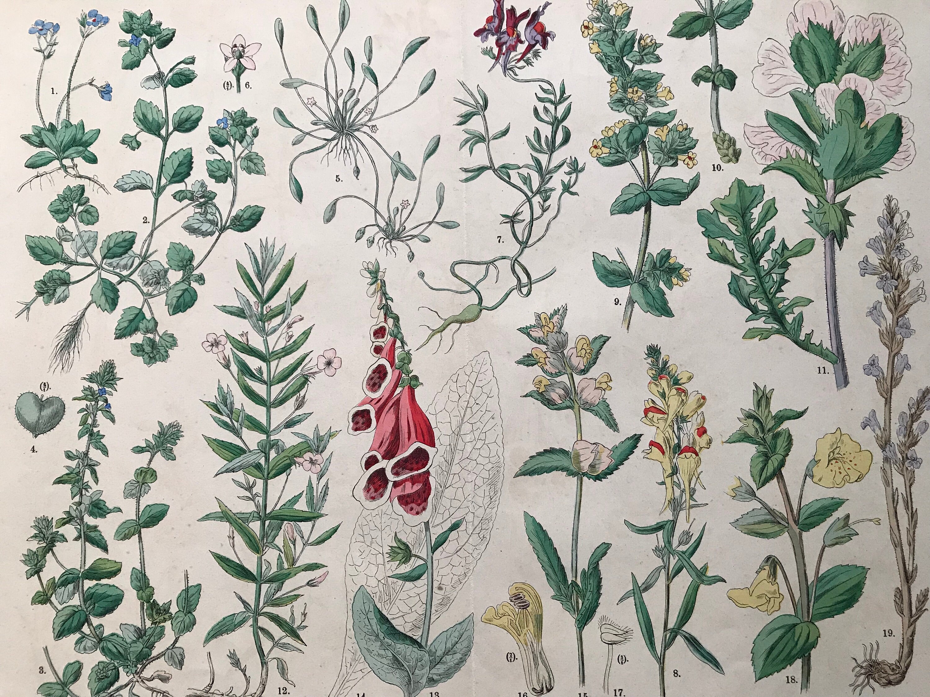 1880 Large Original Antique Botanical Lithograph - Botanical Print ...