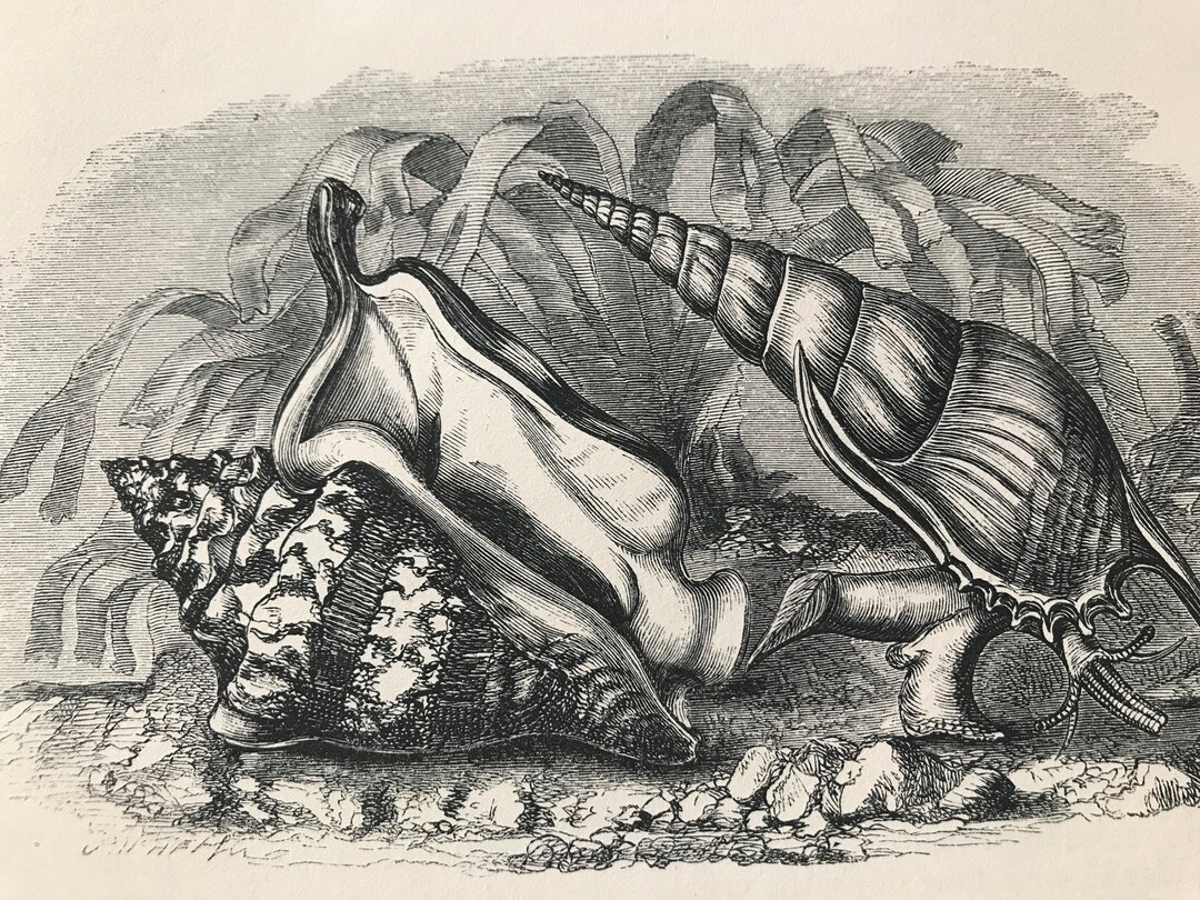 1863 Three-horned Stromb and Beaked Spindle Original Antique Print ...