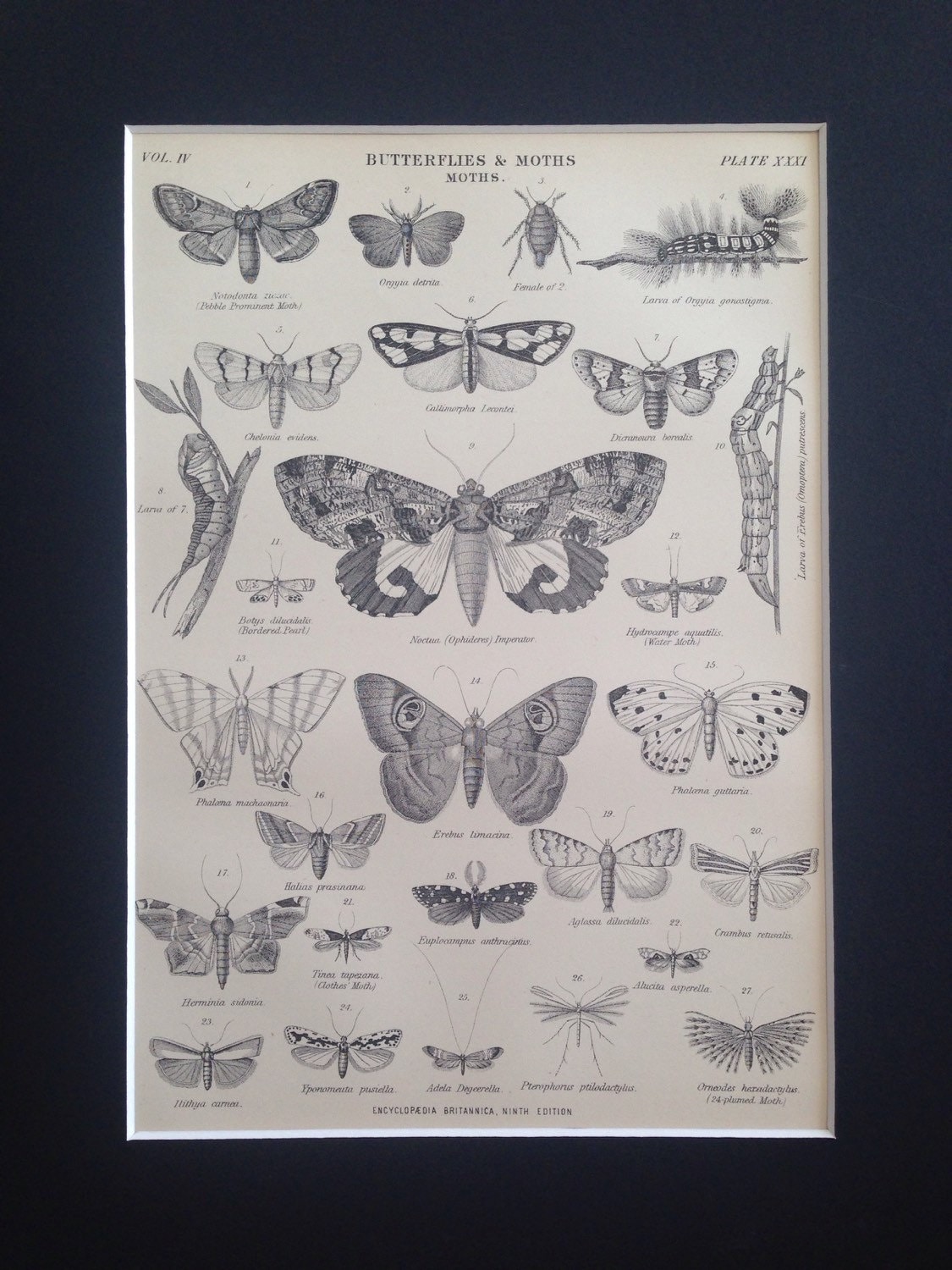 1875 Original Antique Moth Engraving - Insects - Entomology - wall ...